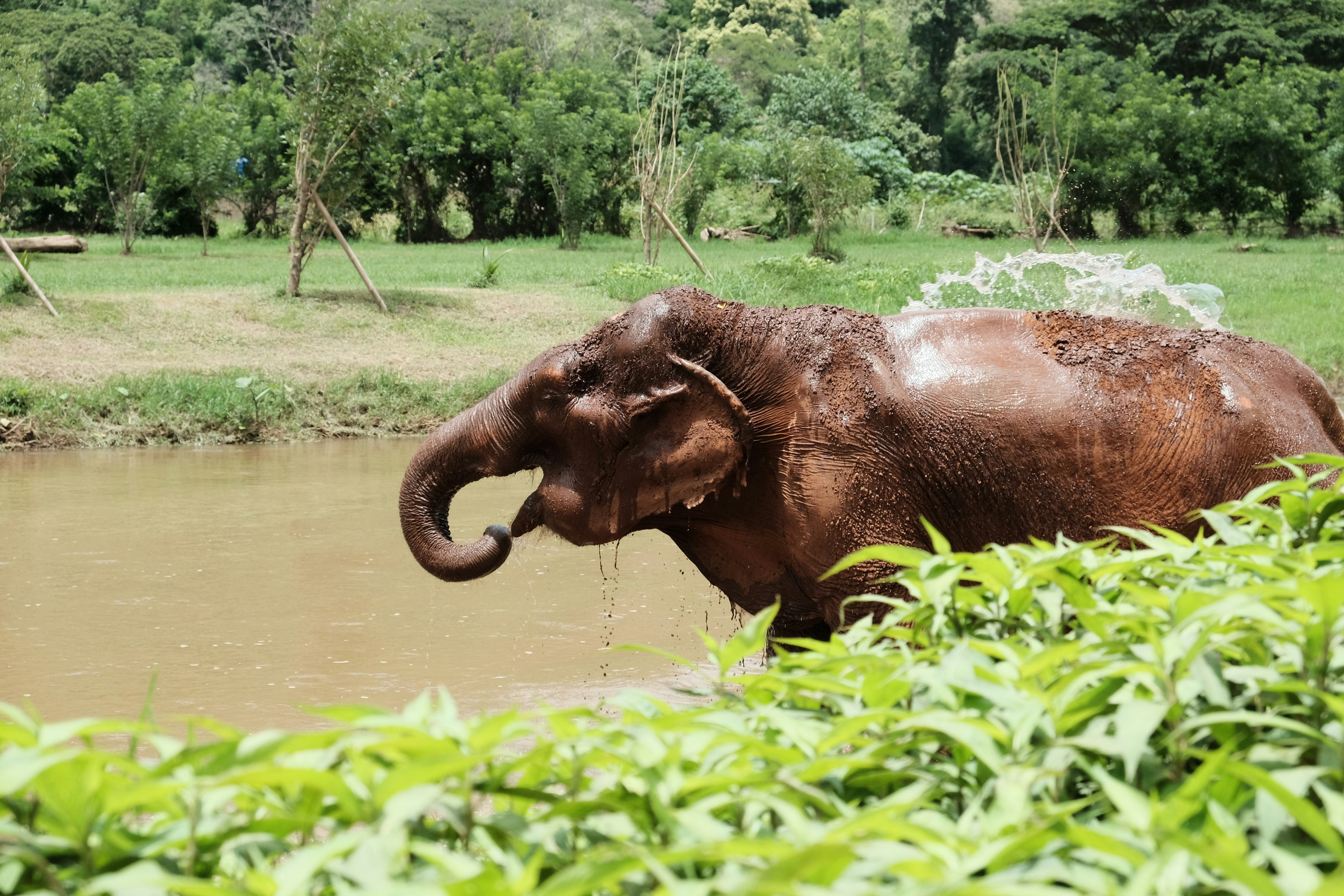 A Gentle Giant's Refreshing Retreat