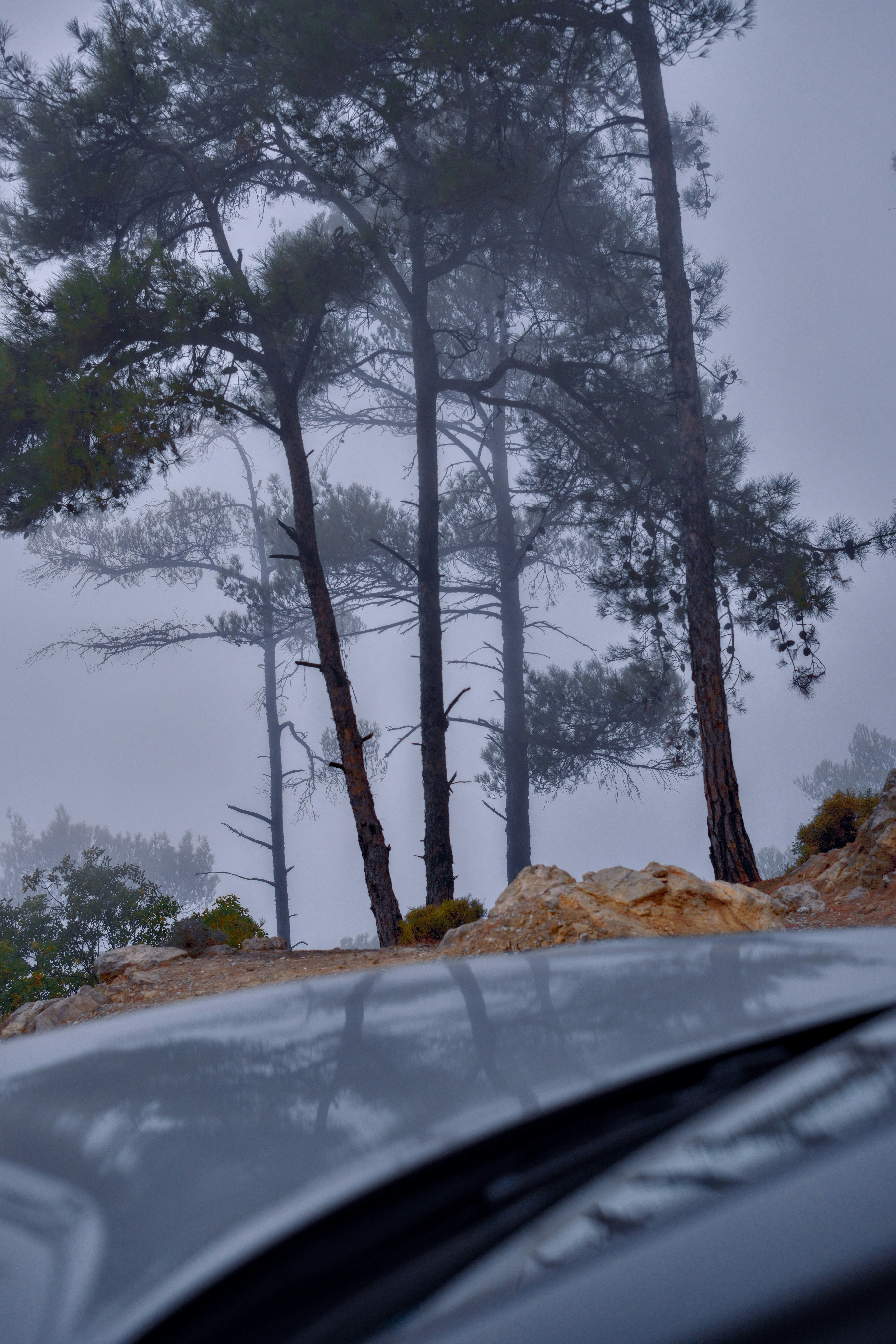Whispers of the Misty Pines