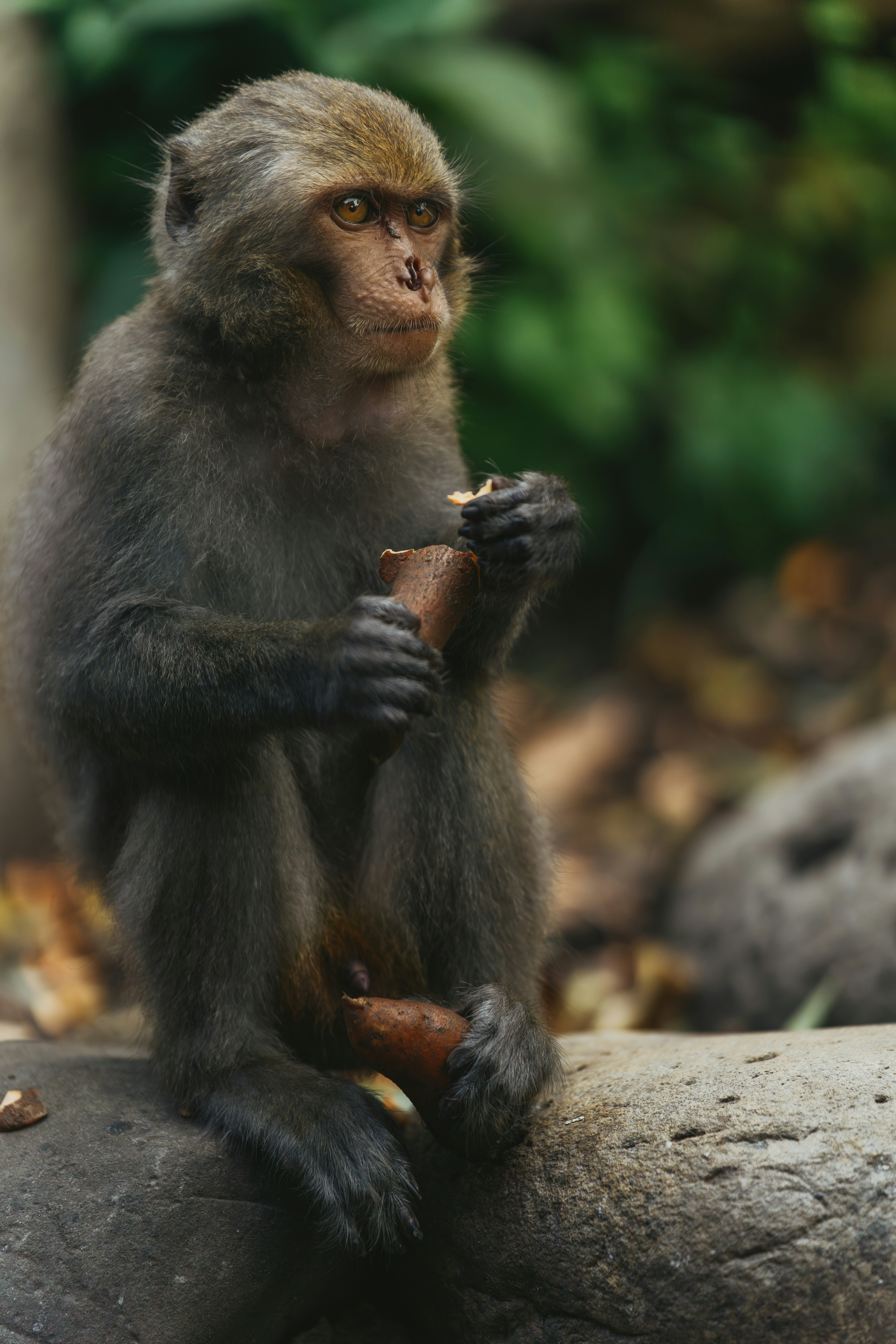 Focused Snack Break: A Capuchin's Quiet Moment in the Green Backdrop