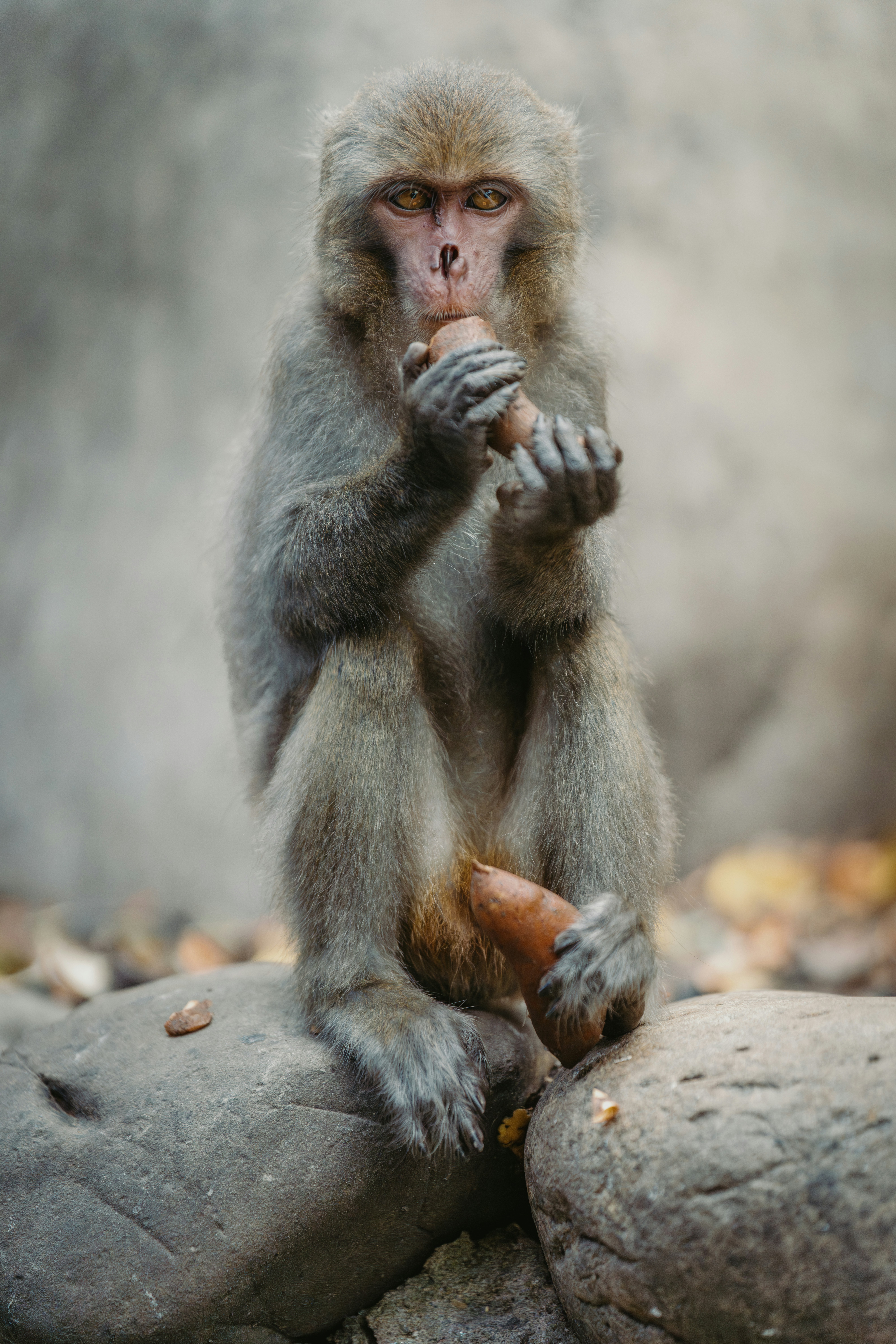 Monkey eating a carrot while sitting on rocks