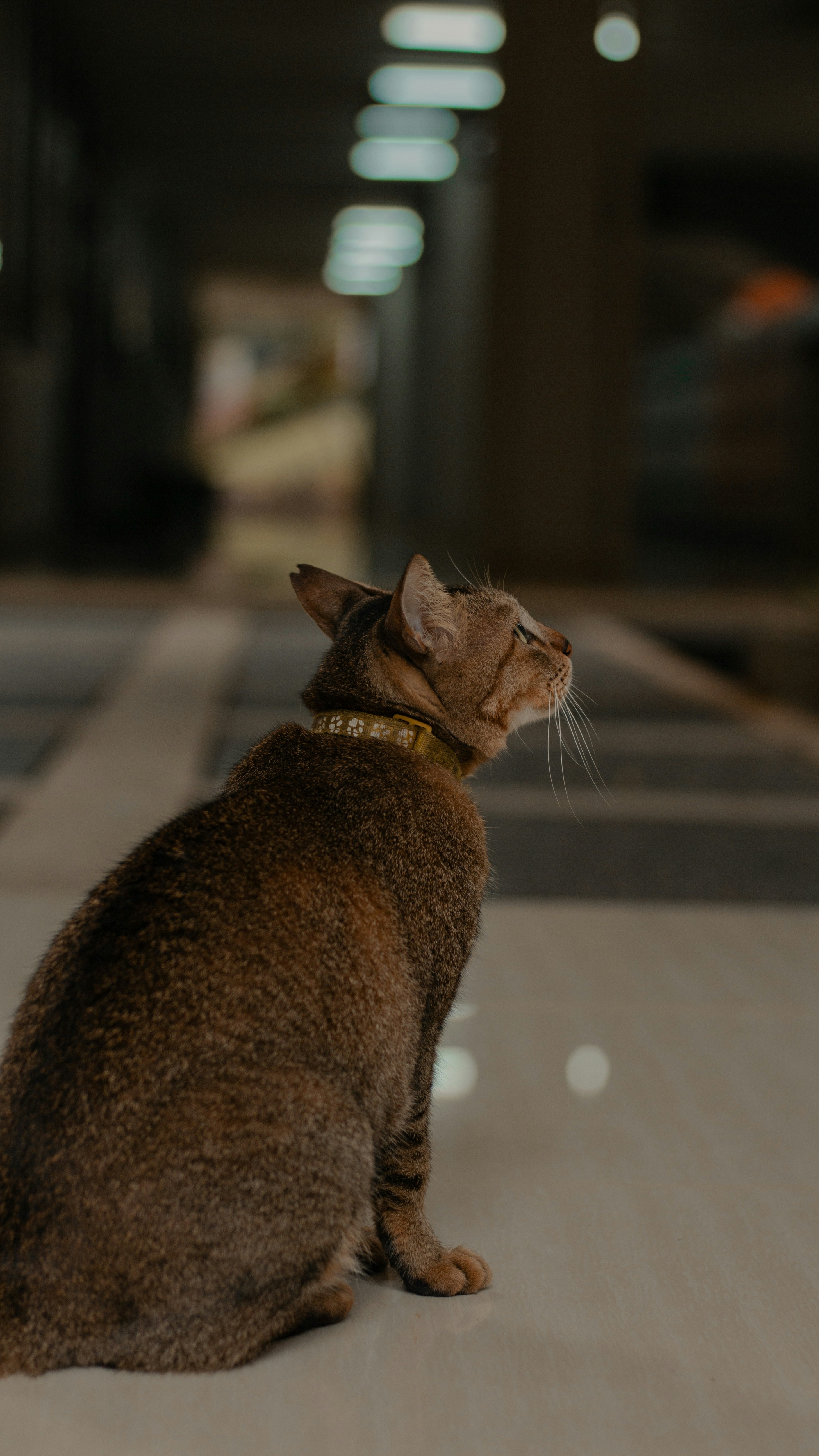 Neon Halo in a Quiet Hall: a Cat's Contemplative Gaze