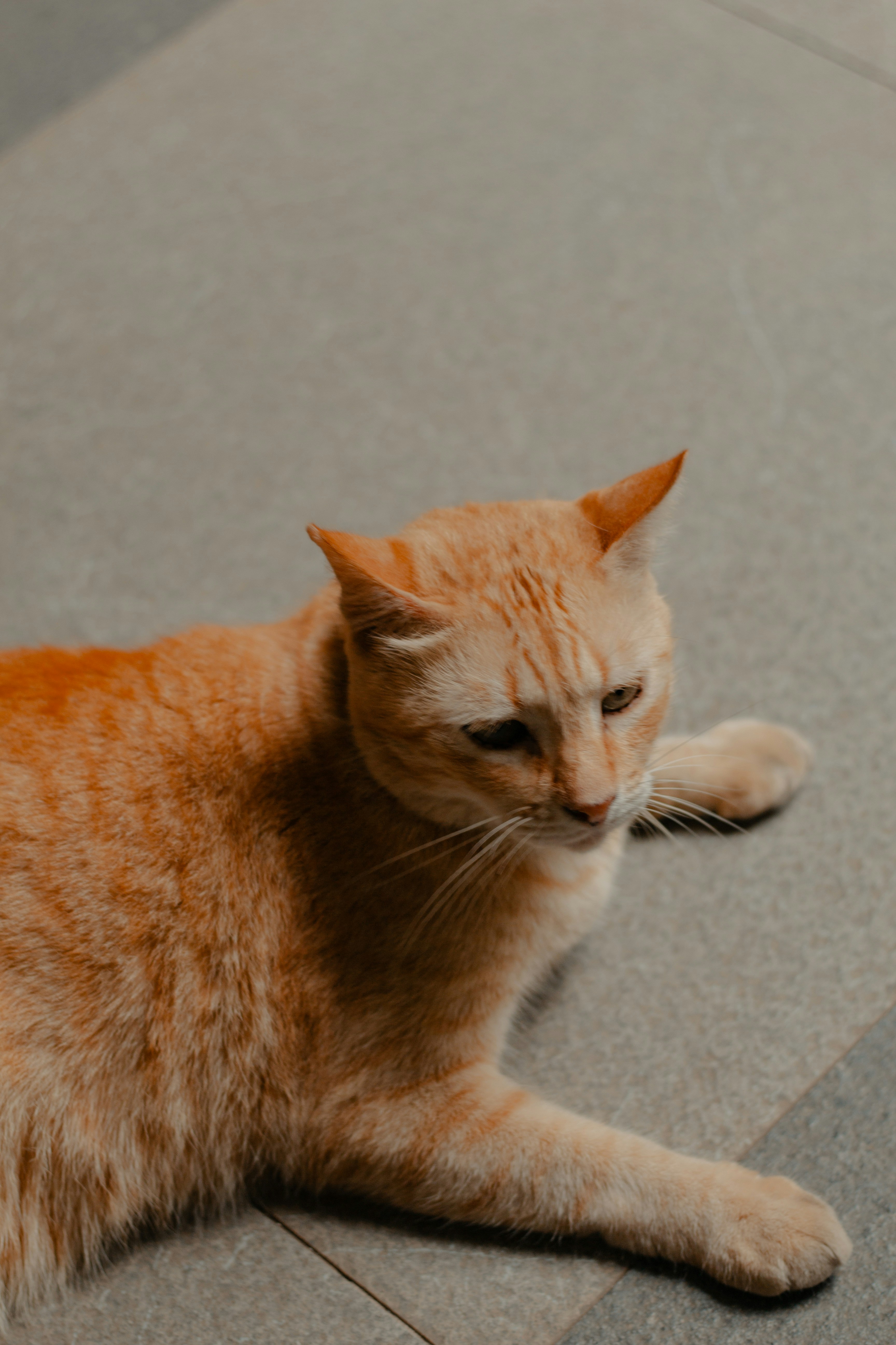 Orange local cat | An orange tabby cat lies on a tiled floor.