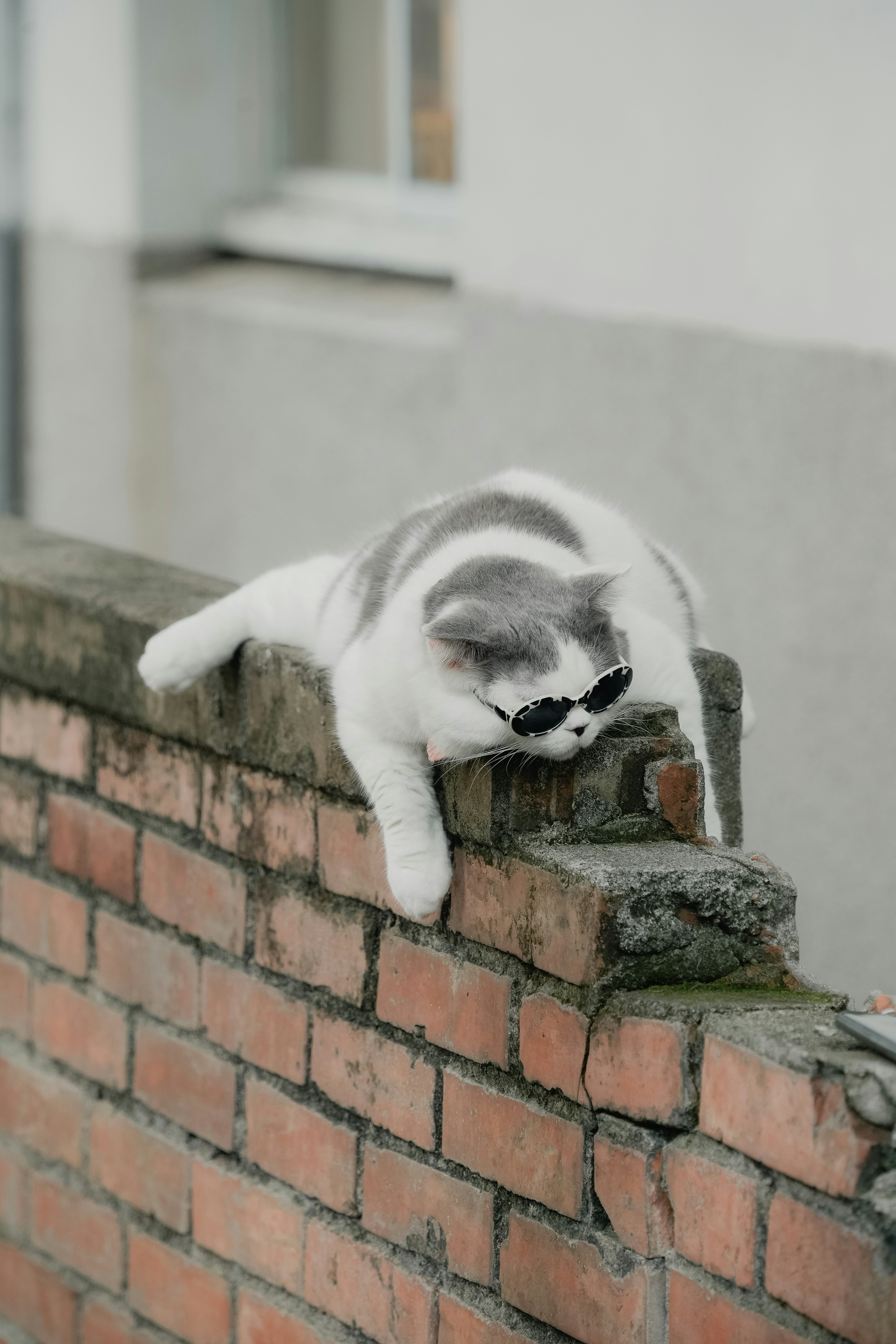 A cat wearing sunglasses rests on a brick wall. photo – Free Cat Image ...