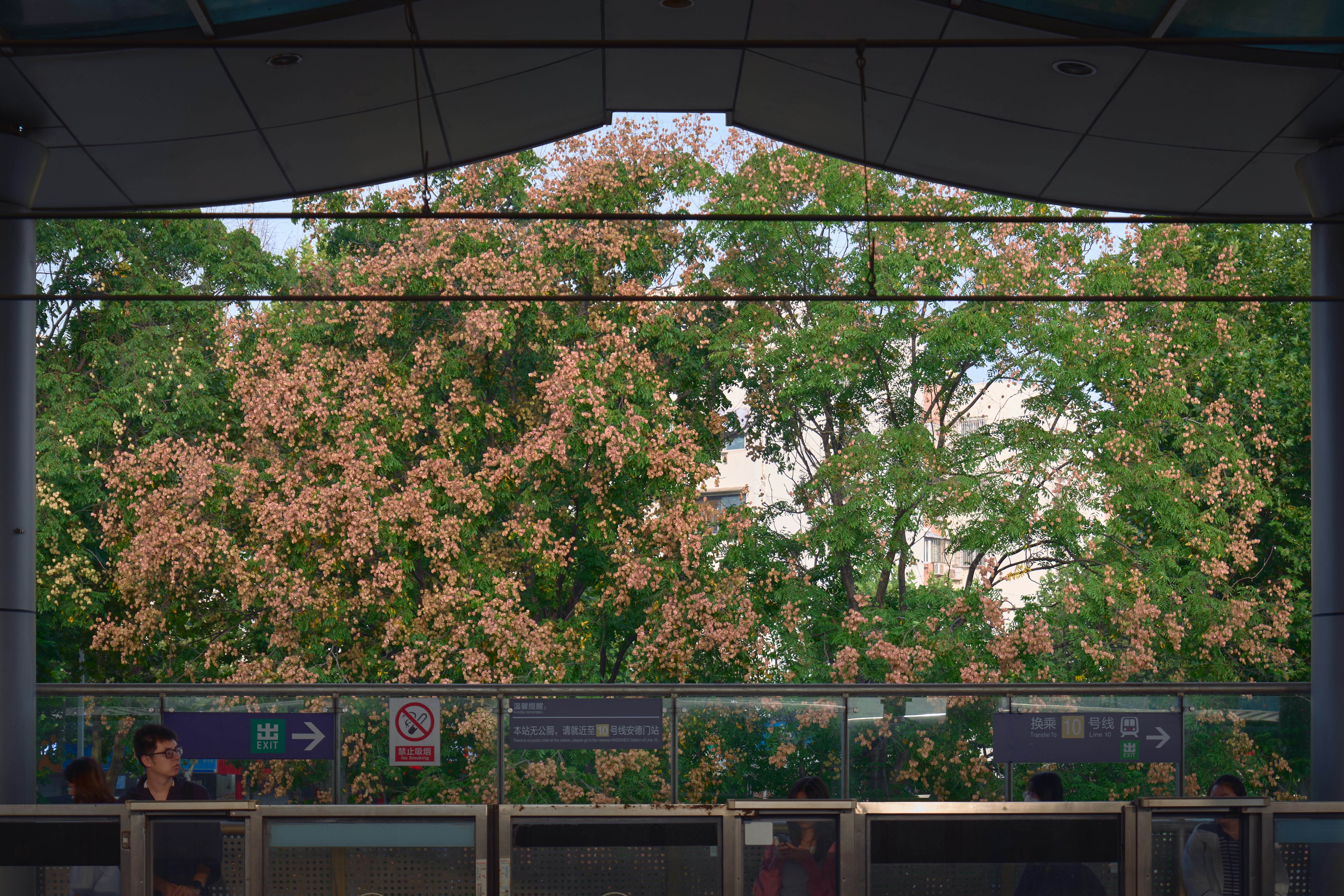 Urban Oasis: Blossoms Framing City Life