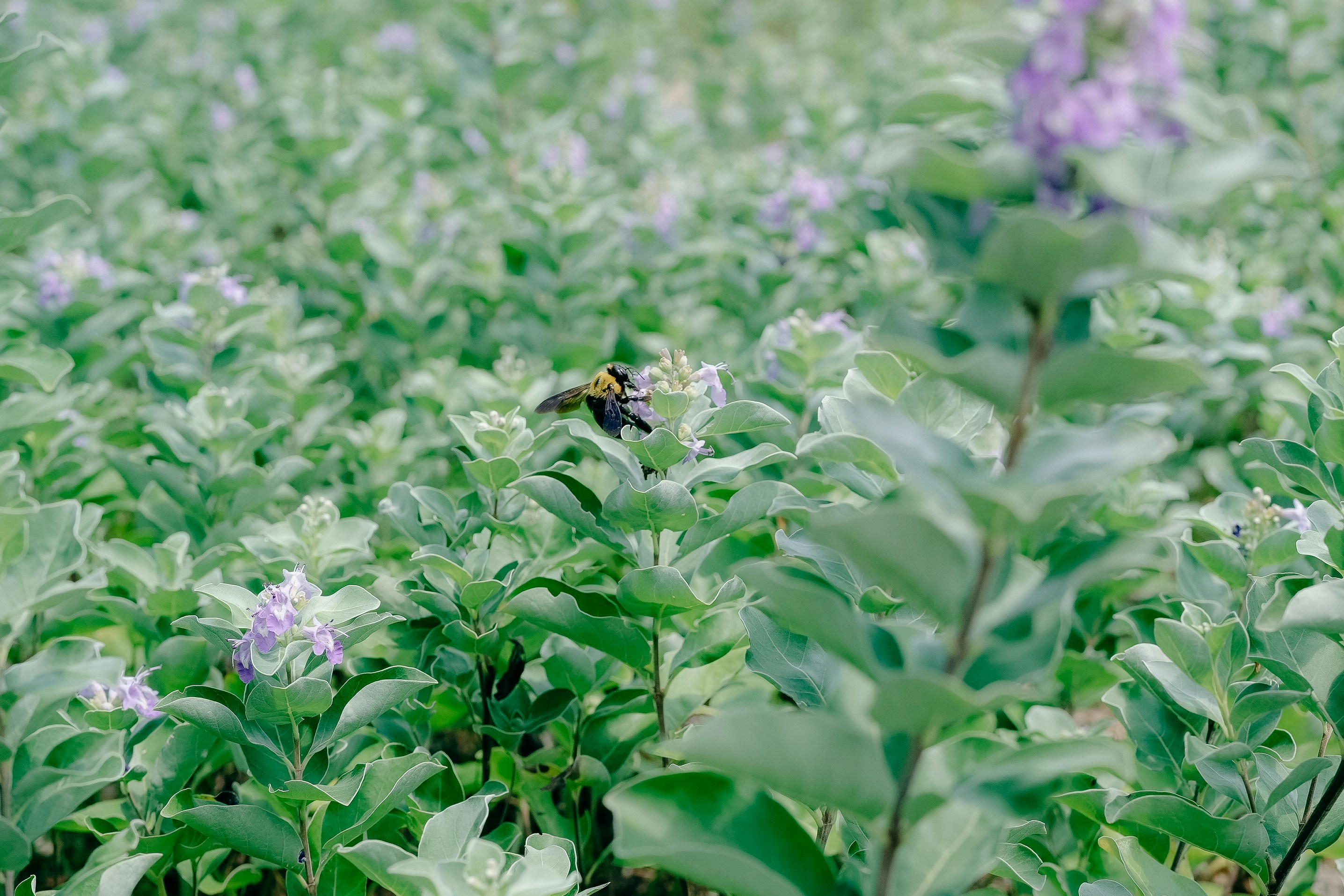A bee pollinating purple flowers in a field.