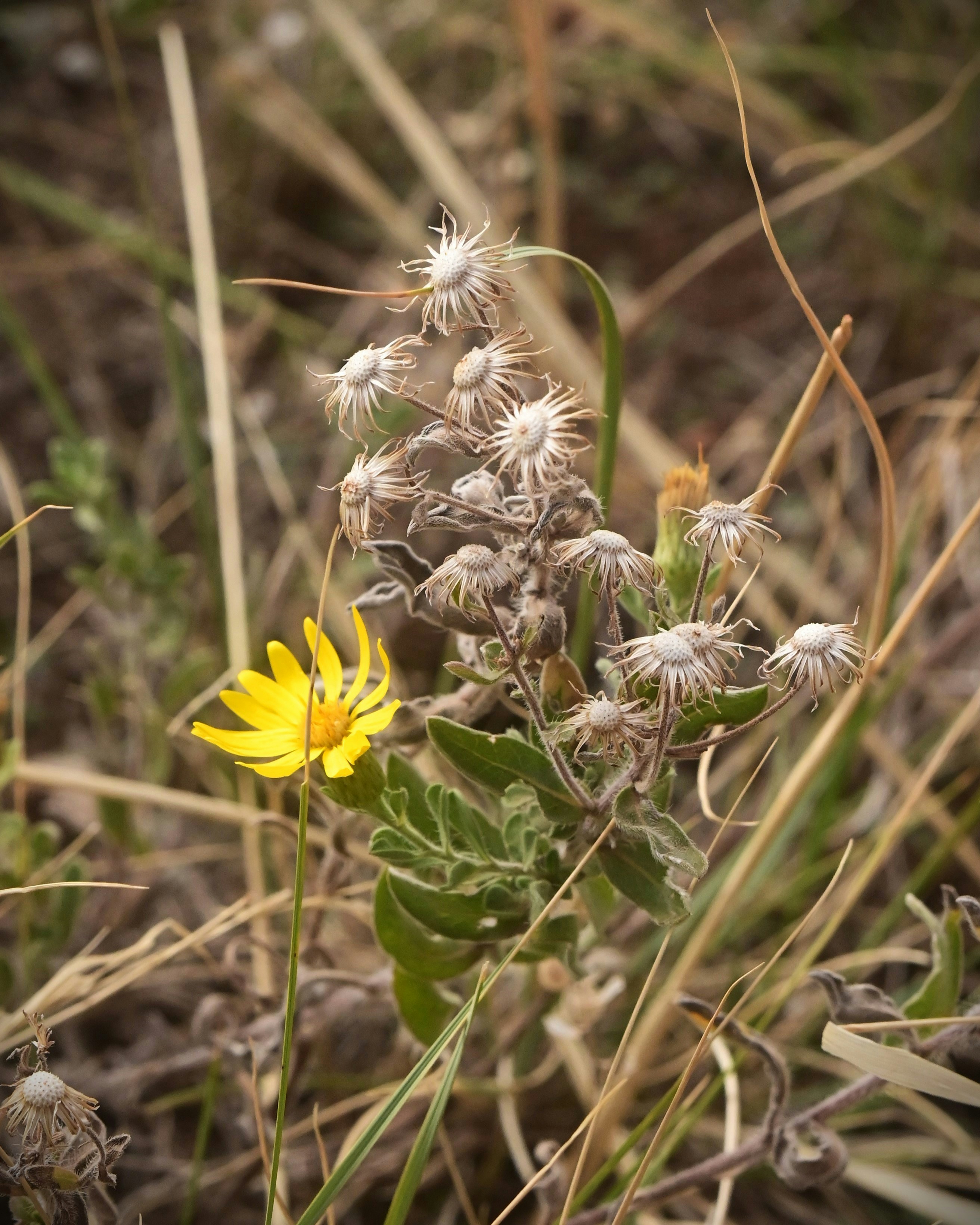 Sunlit Yellow Wildflower Among Frosted Seed Heads in a Dry Meadow