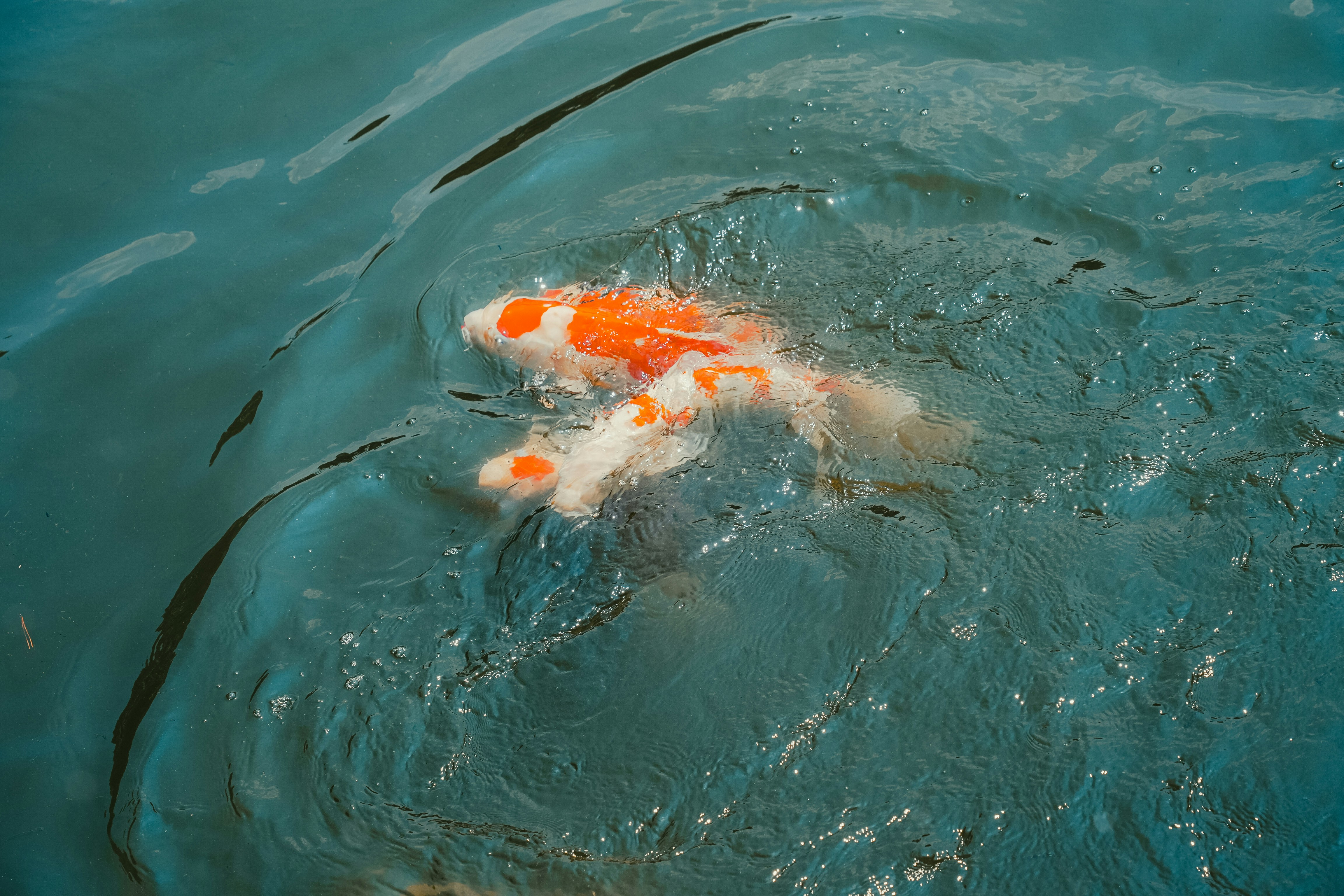 Rippling Reflections: The Dance of Koi