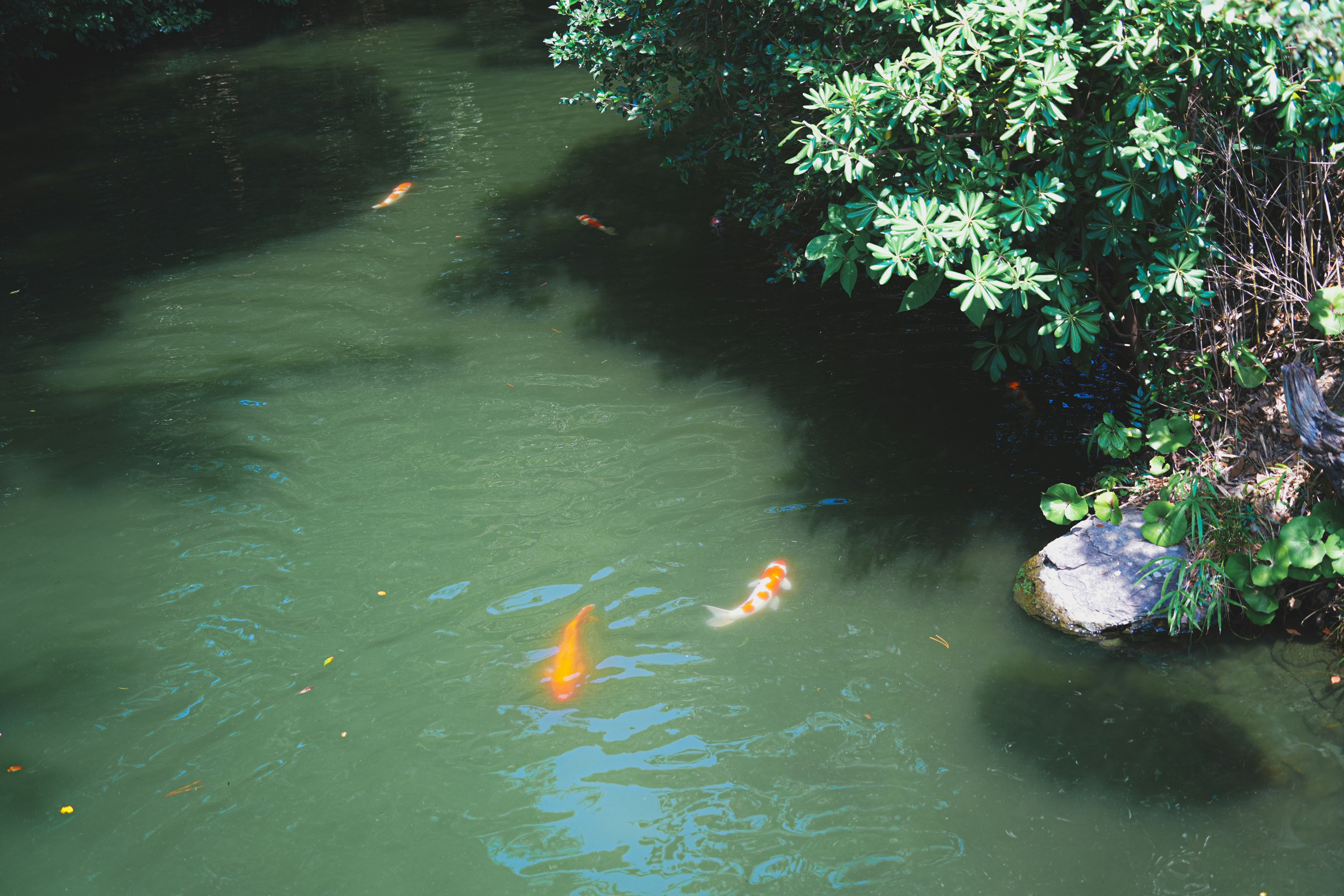 Koi fish swimming in a green pond photo – Free Fish Image on Unsplash