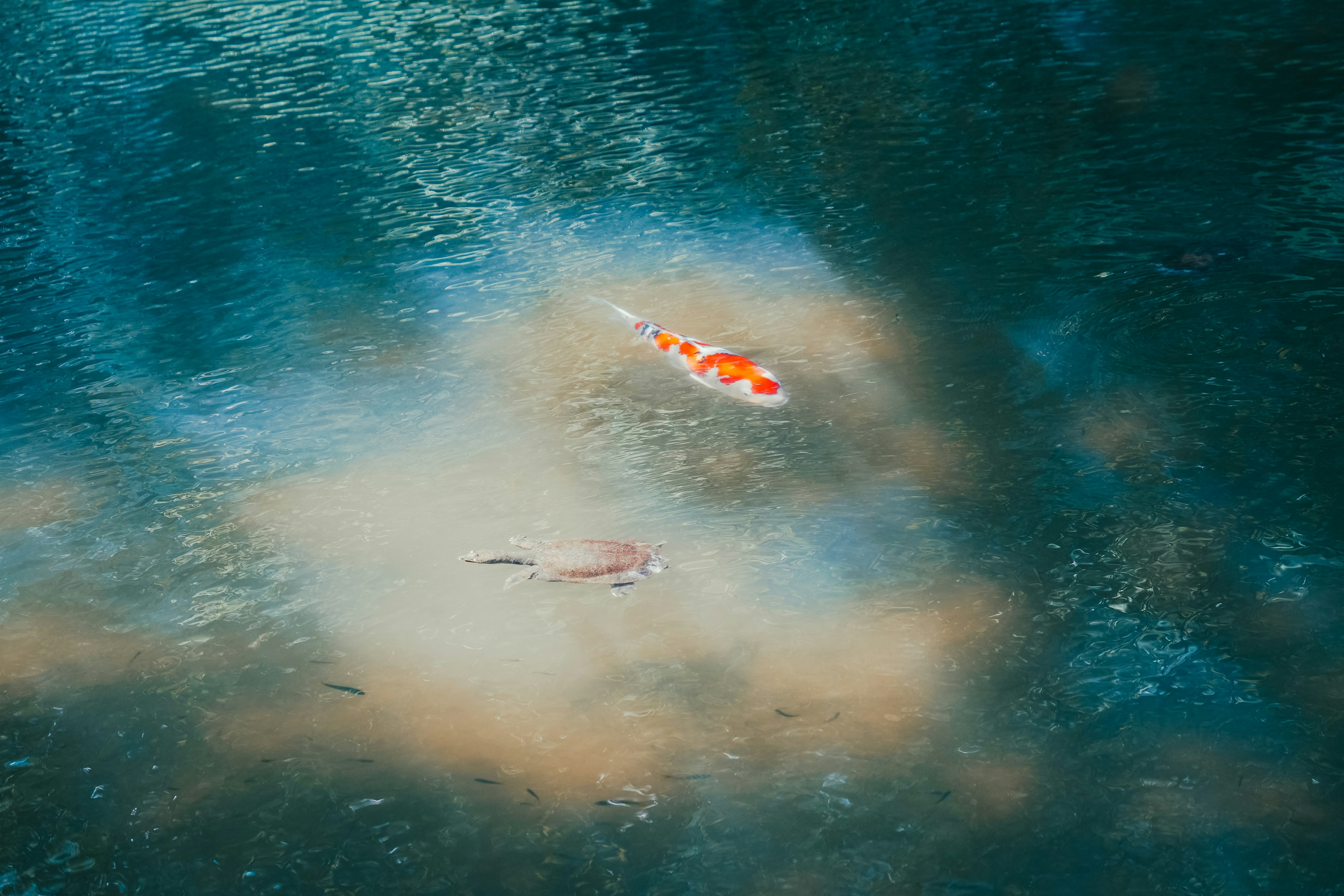 Serene Underwater Ballet