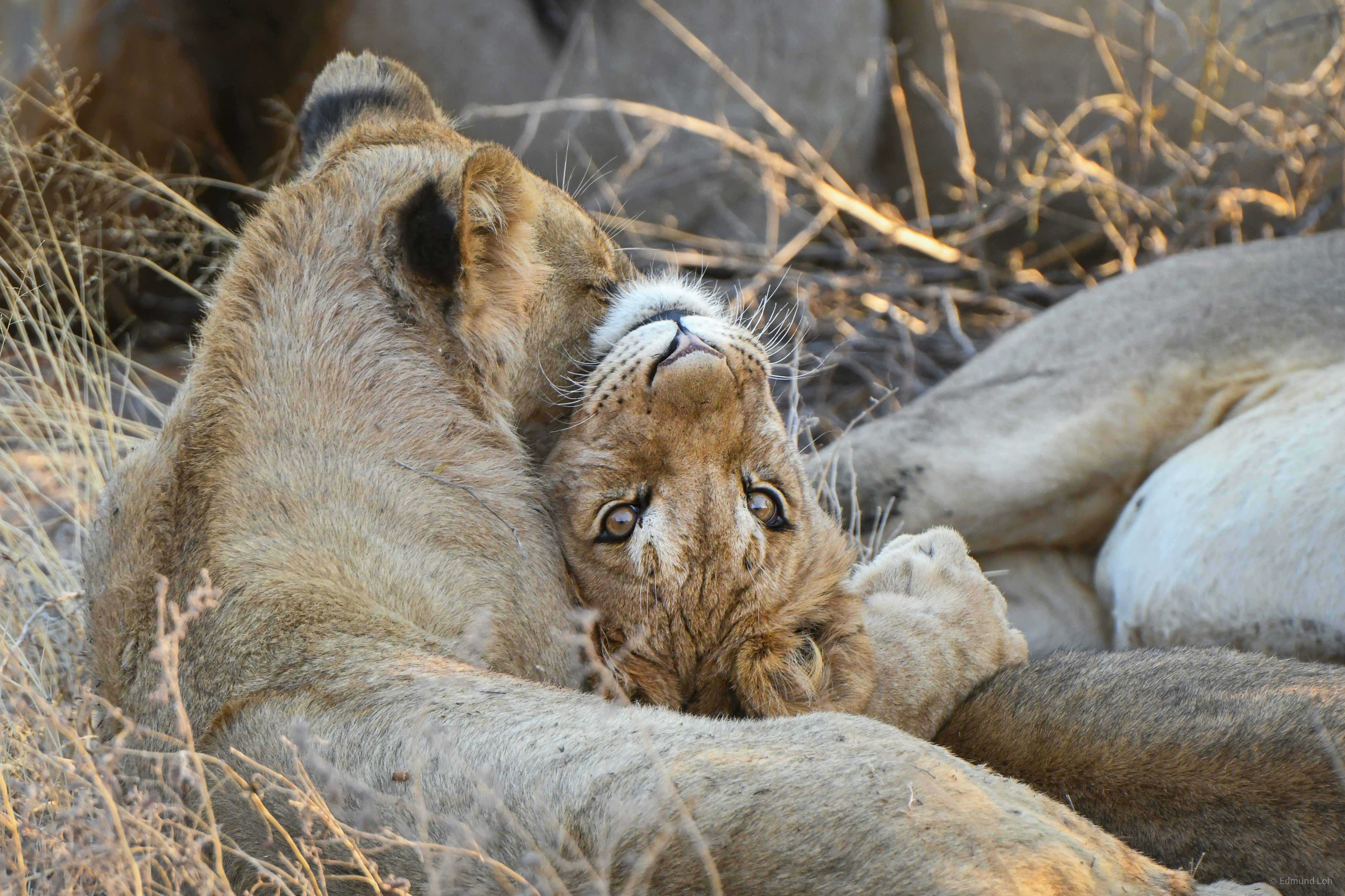 The Lioness's Quiet Gaze: Resting Amid Golden Grass