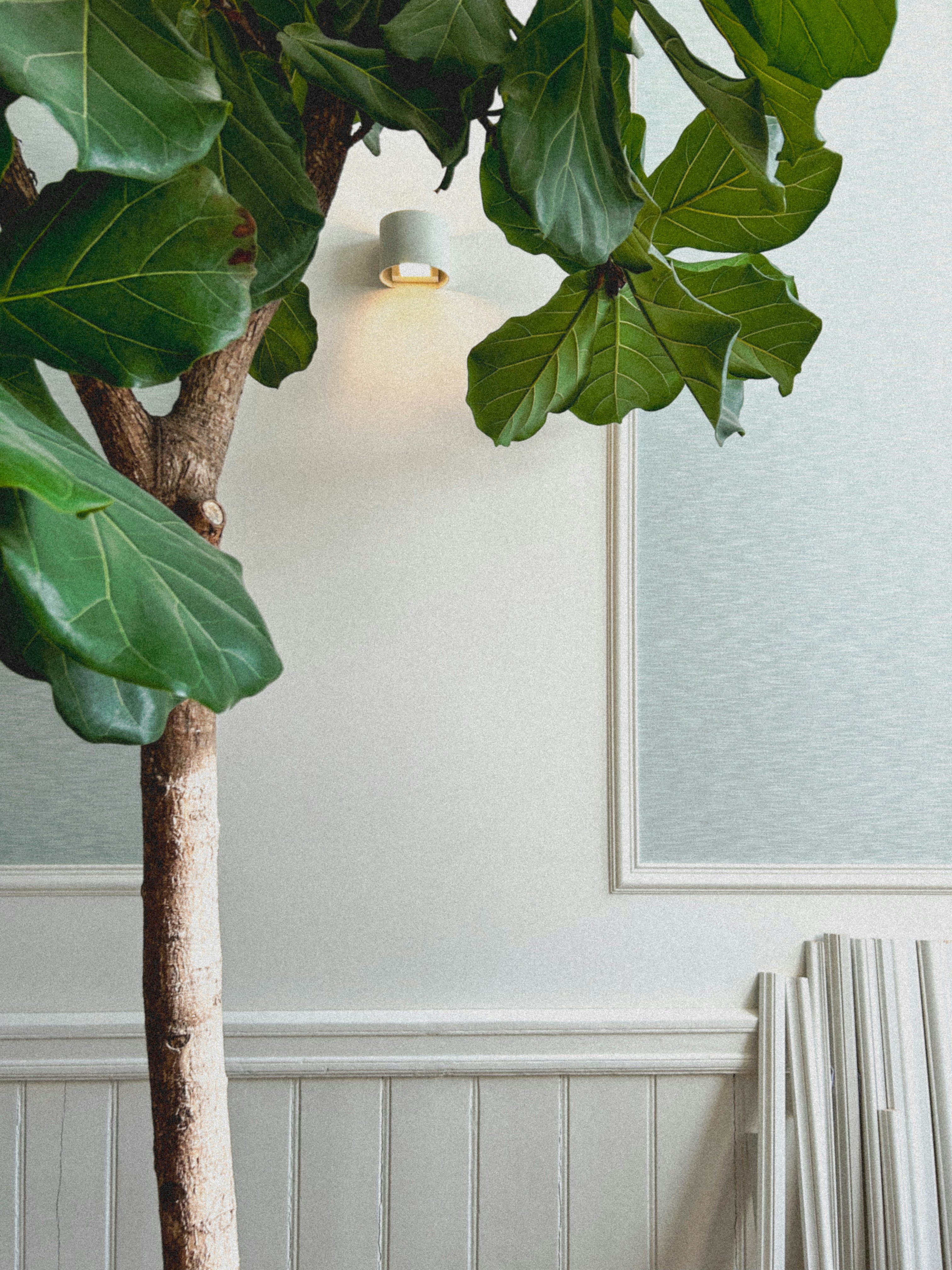 Fiddle leaf fig tree stands elegantly beside a wall sconce in a softly lit interior, blending natural and architectural elements.