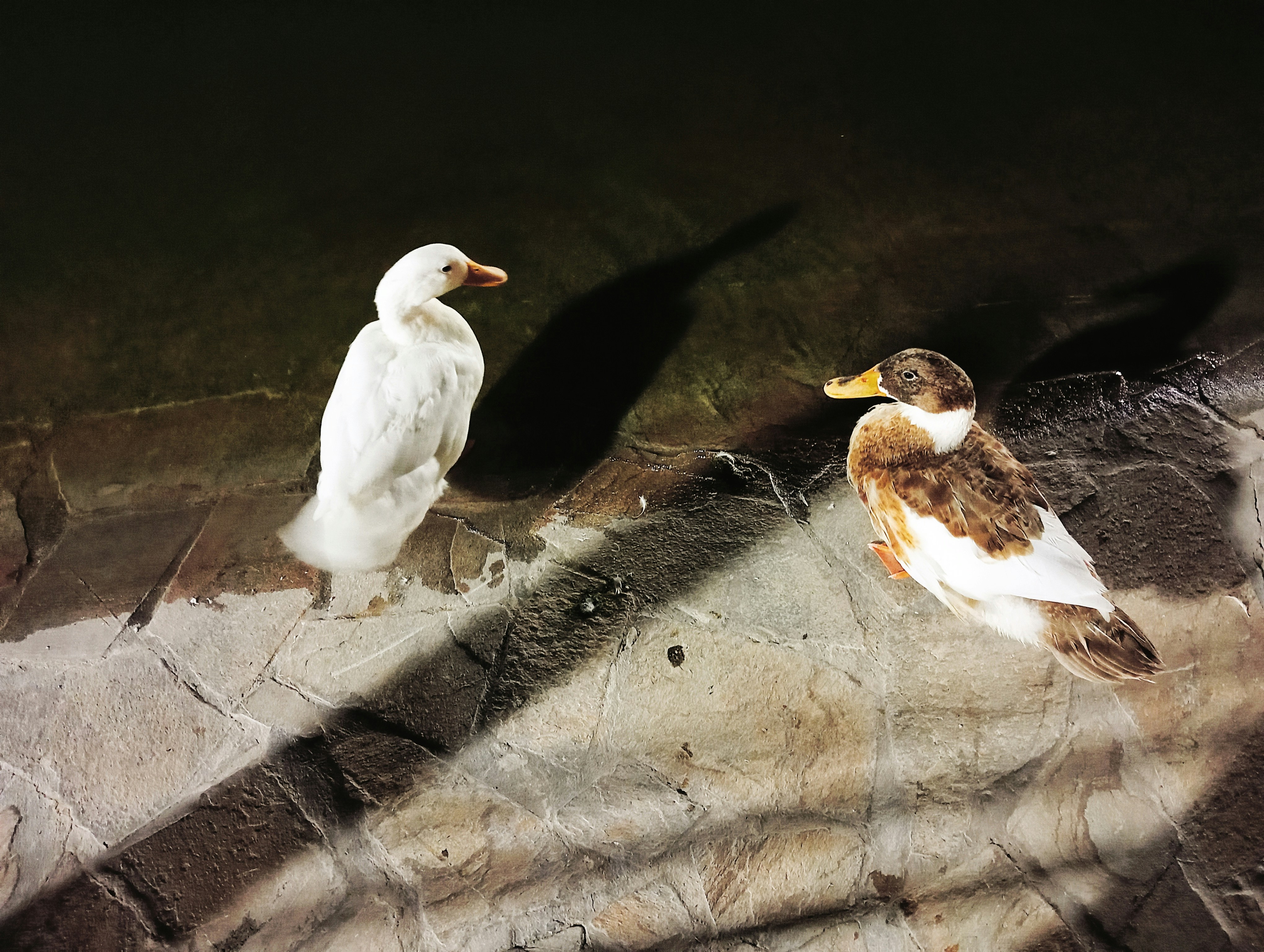 Nocturnal Quackers: A Duck's Evening Encounter