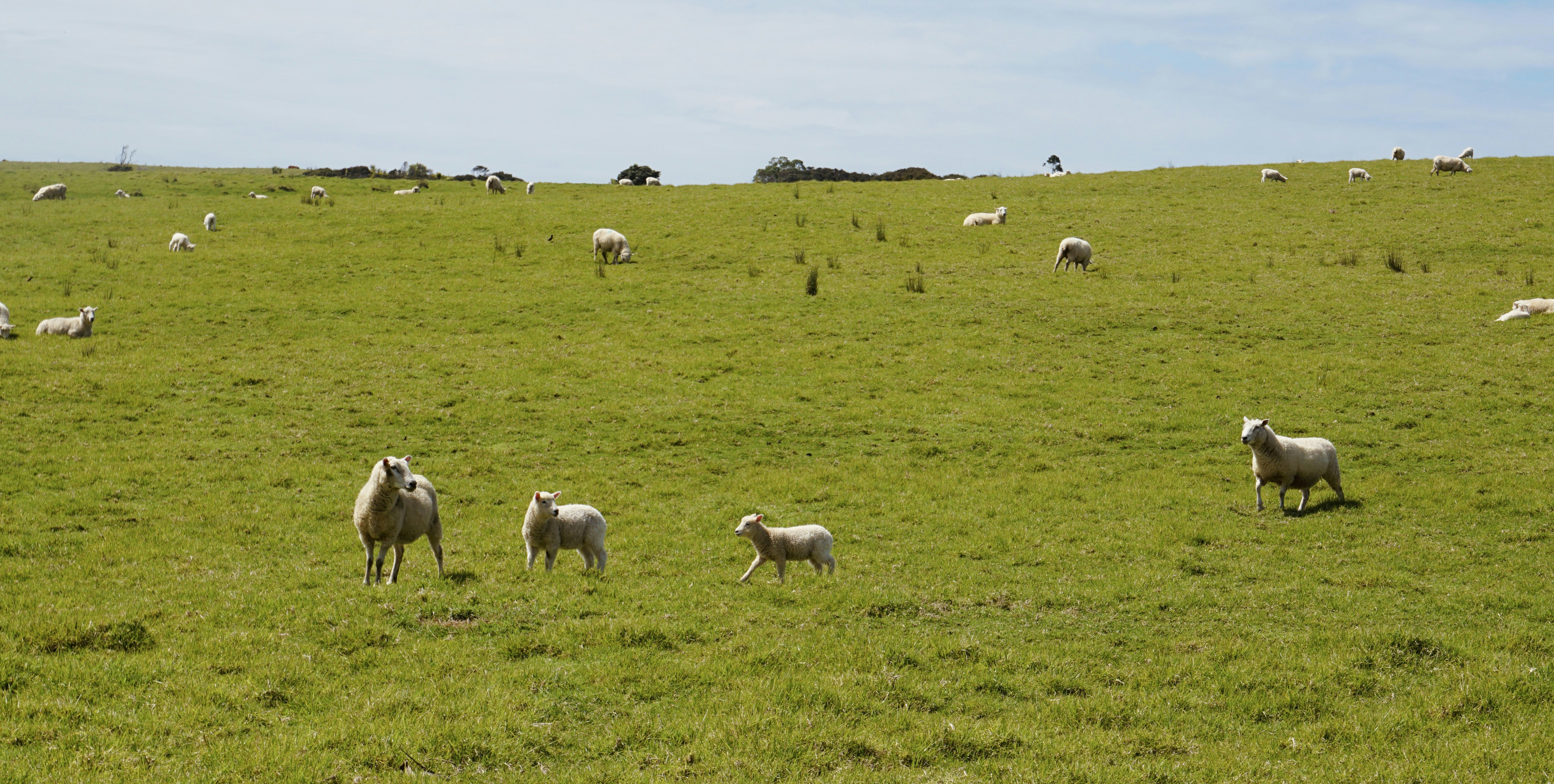 Flock of sheep grazing on a lush green hillside