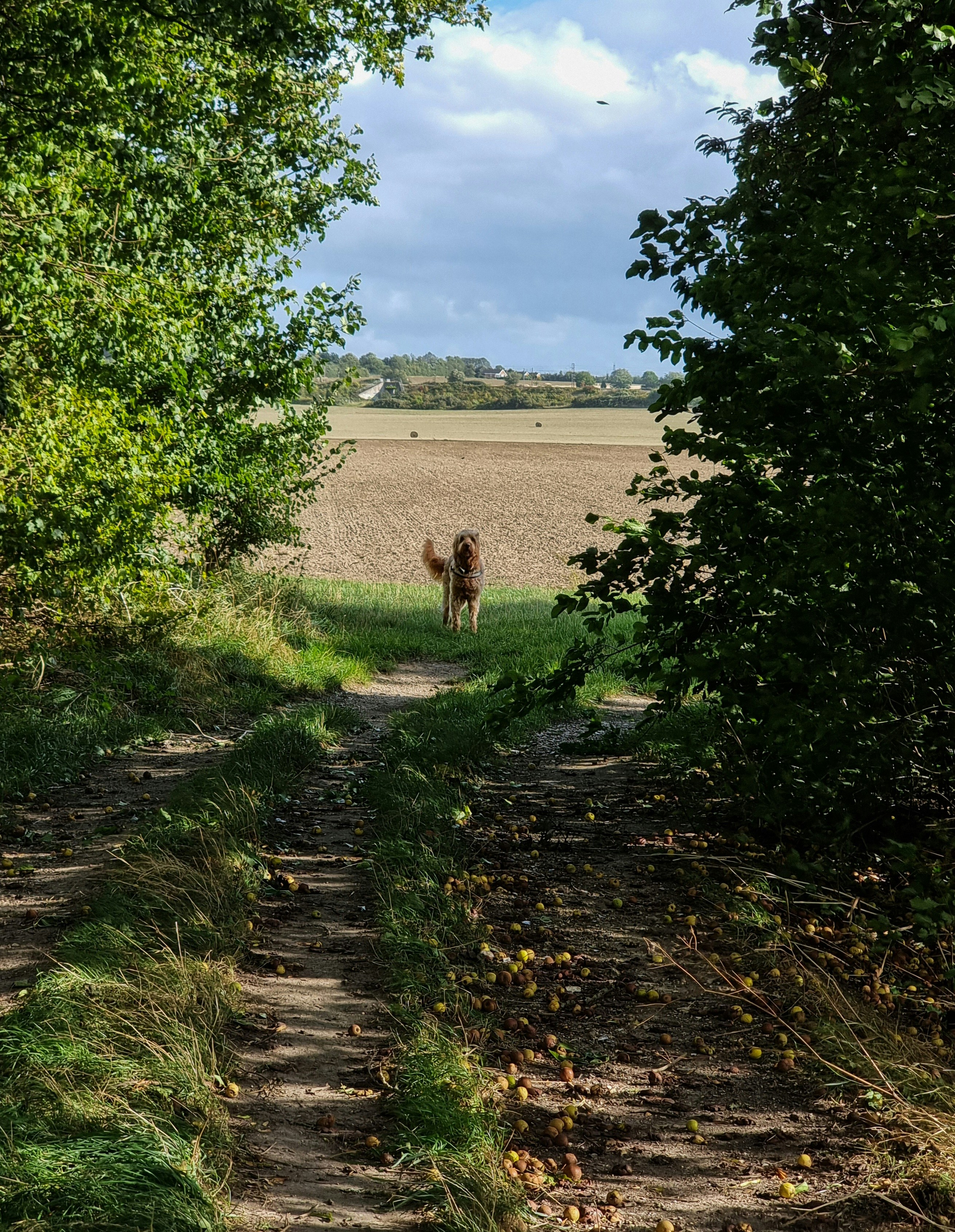 The dog was as surprised as I was when we came across each other during a walk in the autumn sunshine | A dog stands on a path in a field.
