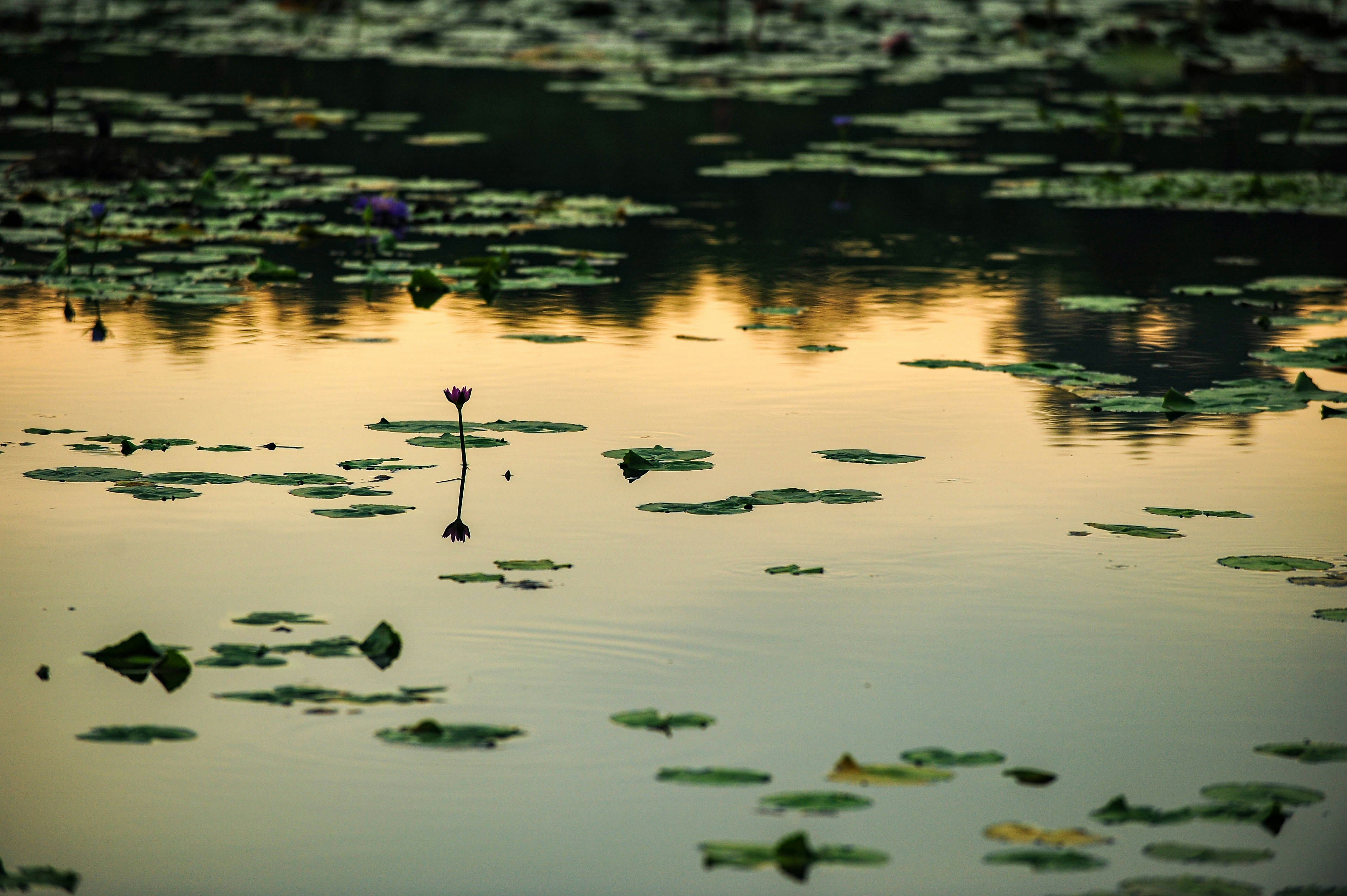 A single lotus flower stands tall amidst the tranquil waters, surrounded by lily pads reflecting the soft hues of sunset.