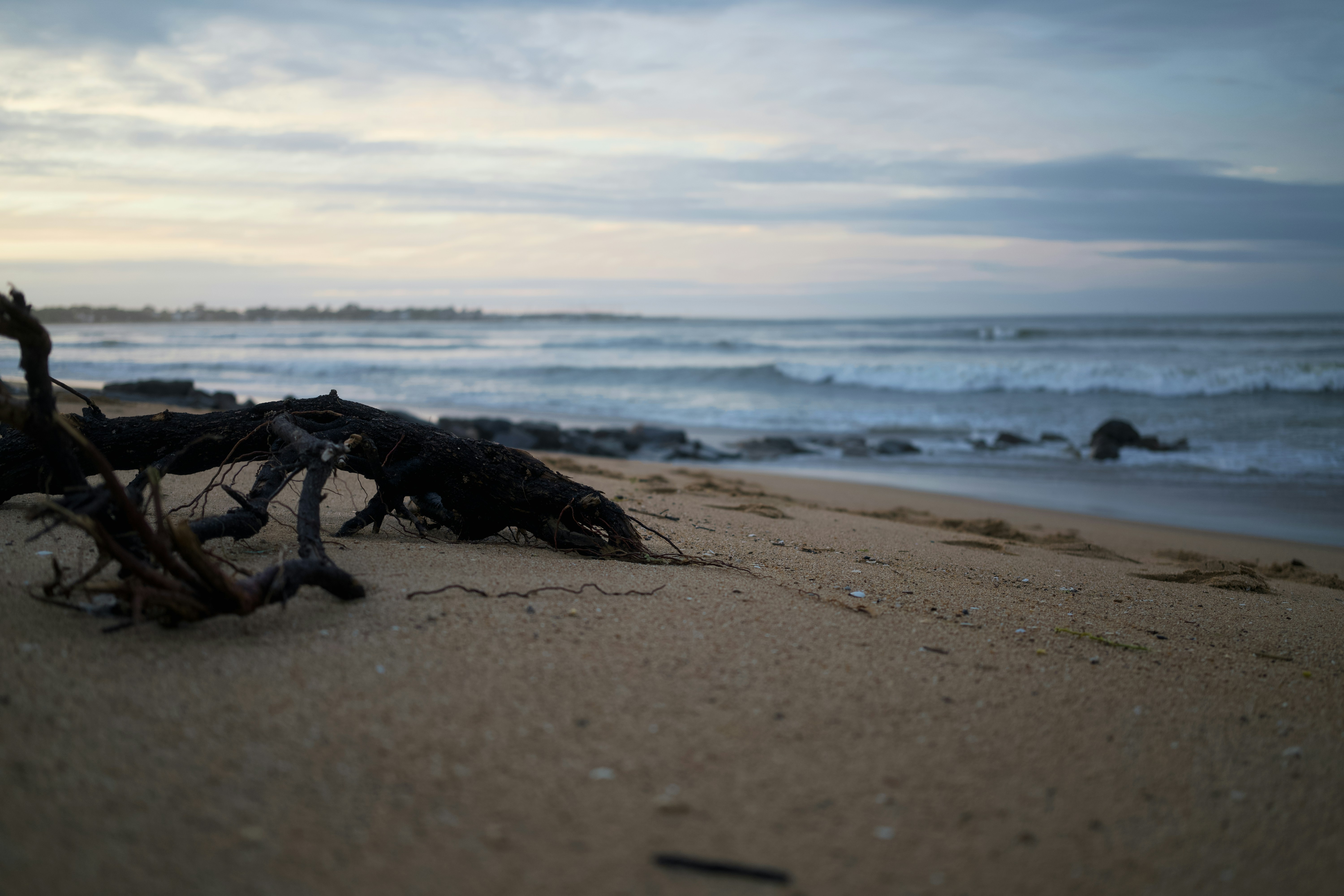 Whispers of the Shoreline: Nature's Driftwood