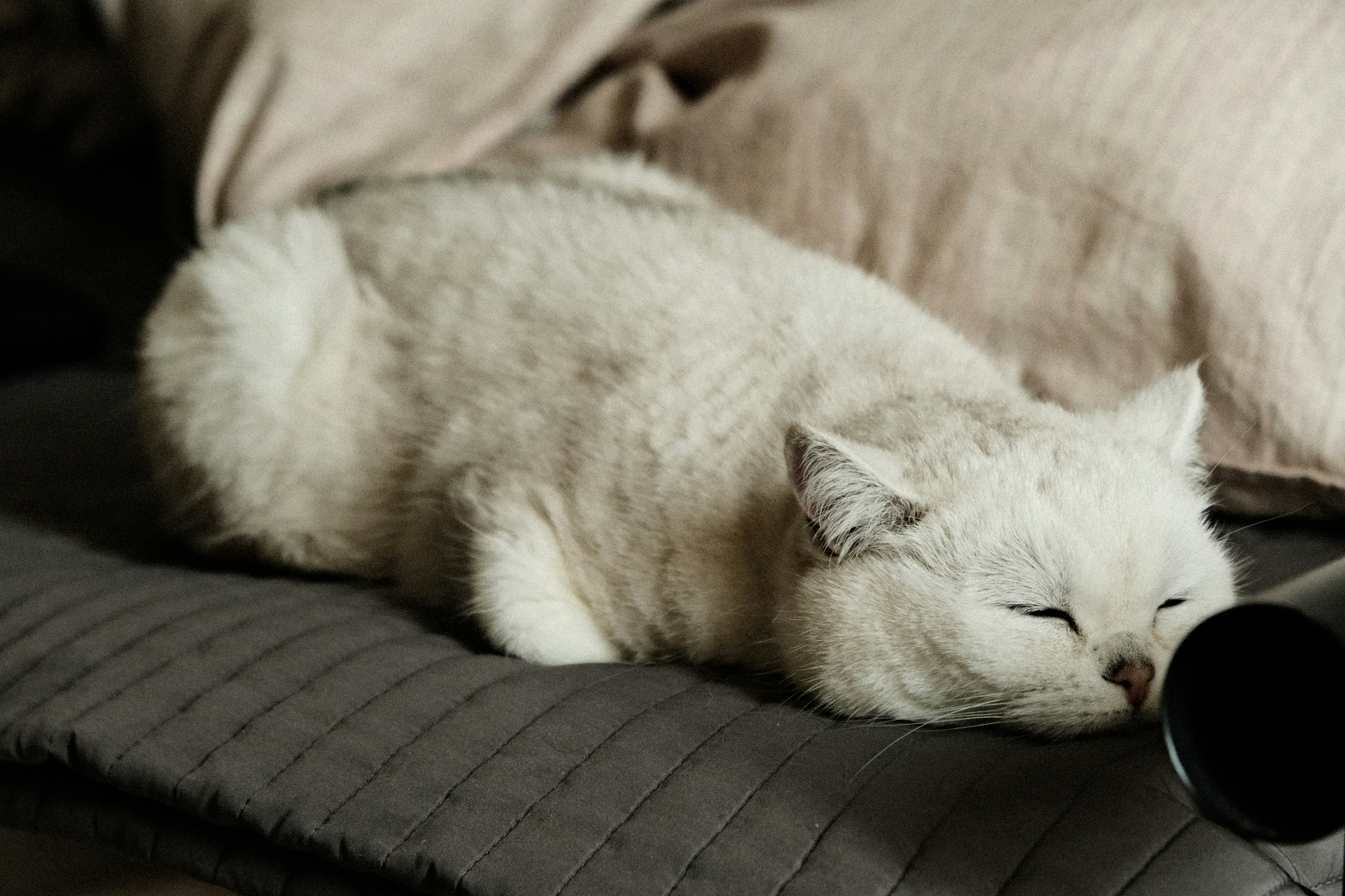 A fluffy white cat sleeps on a bed.