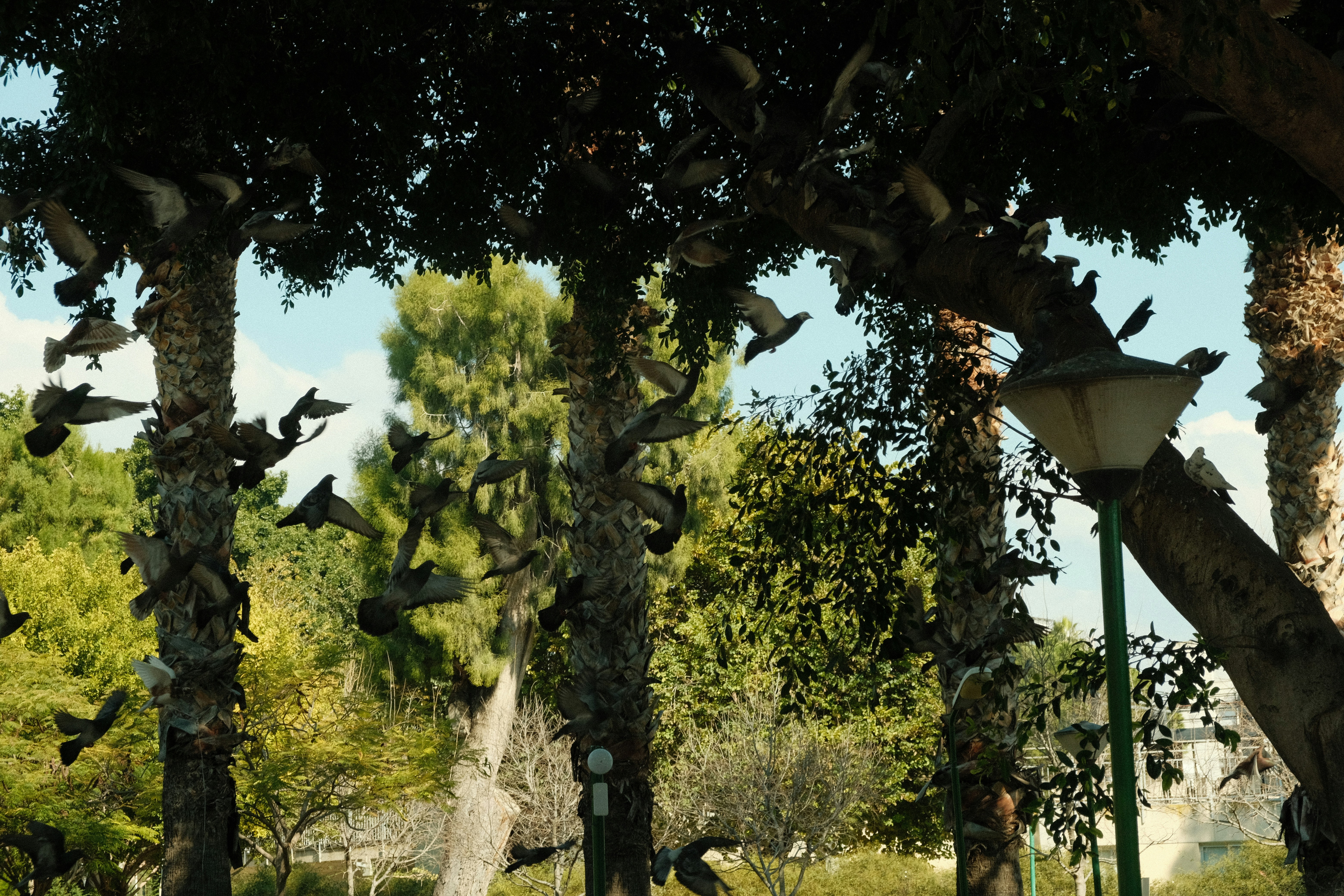 A Dance of Wings Amidst Urban Greenery