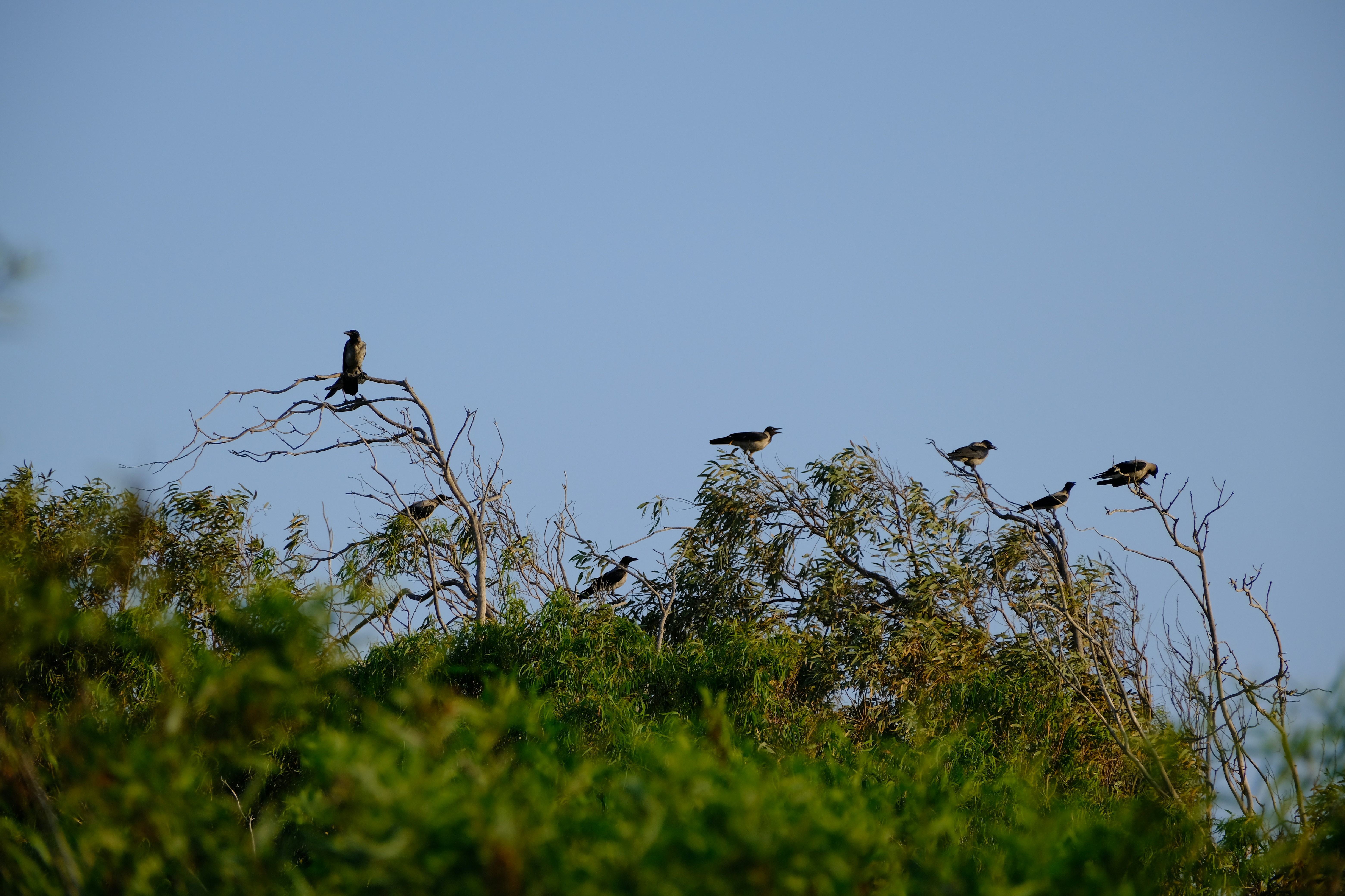 Perched Sentinels of the Canopy