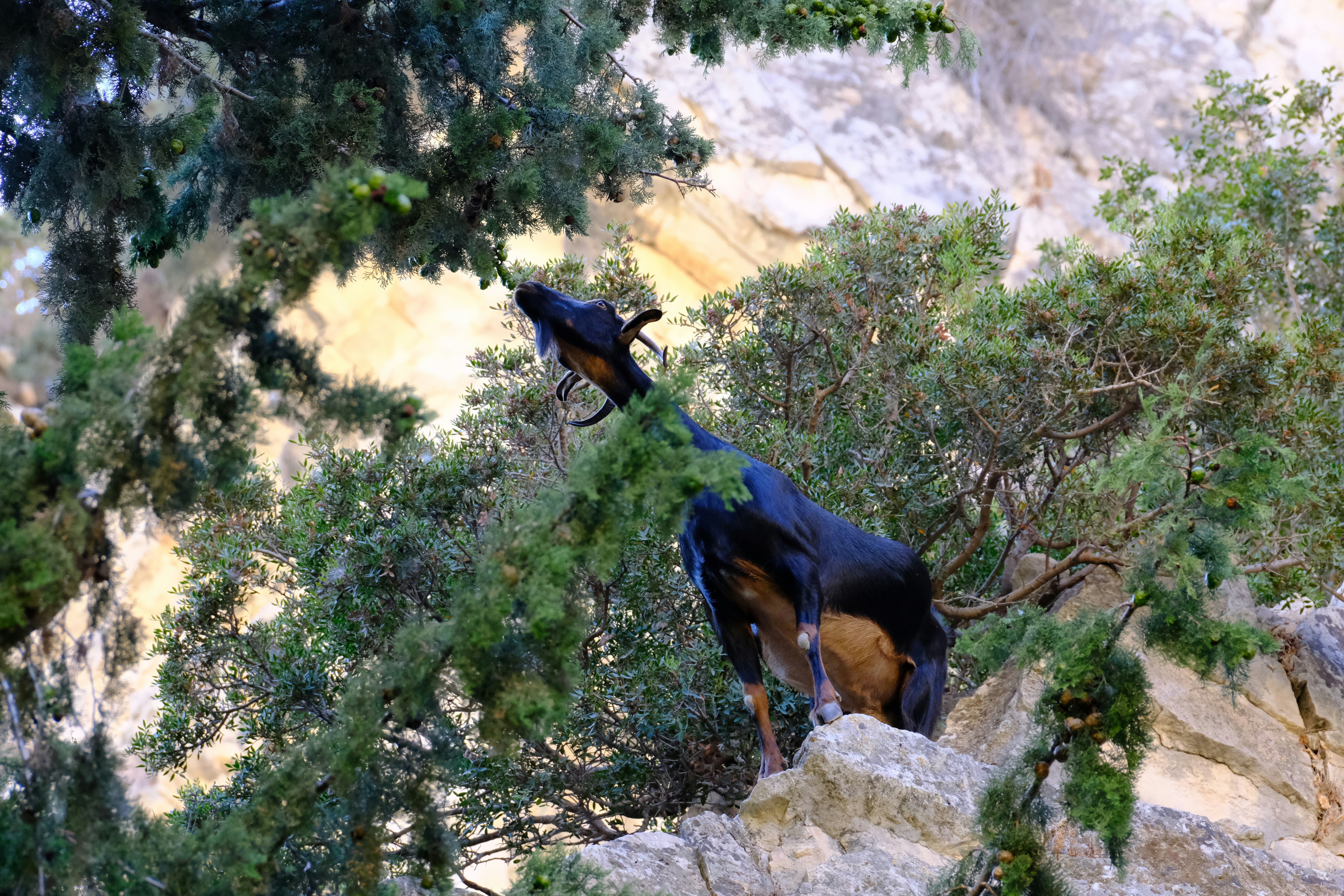 Ibex on the Edge: Sunlit Alpine Ledge Framed by Pine