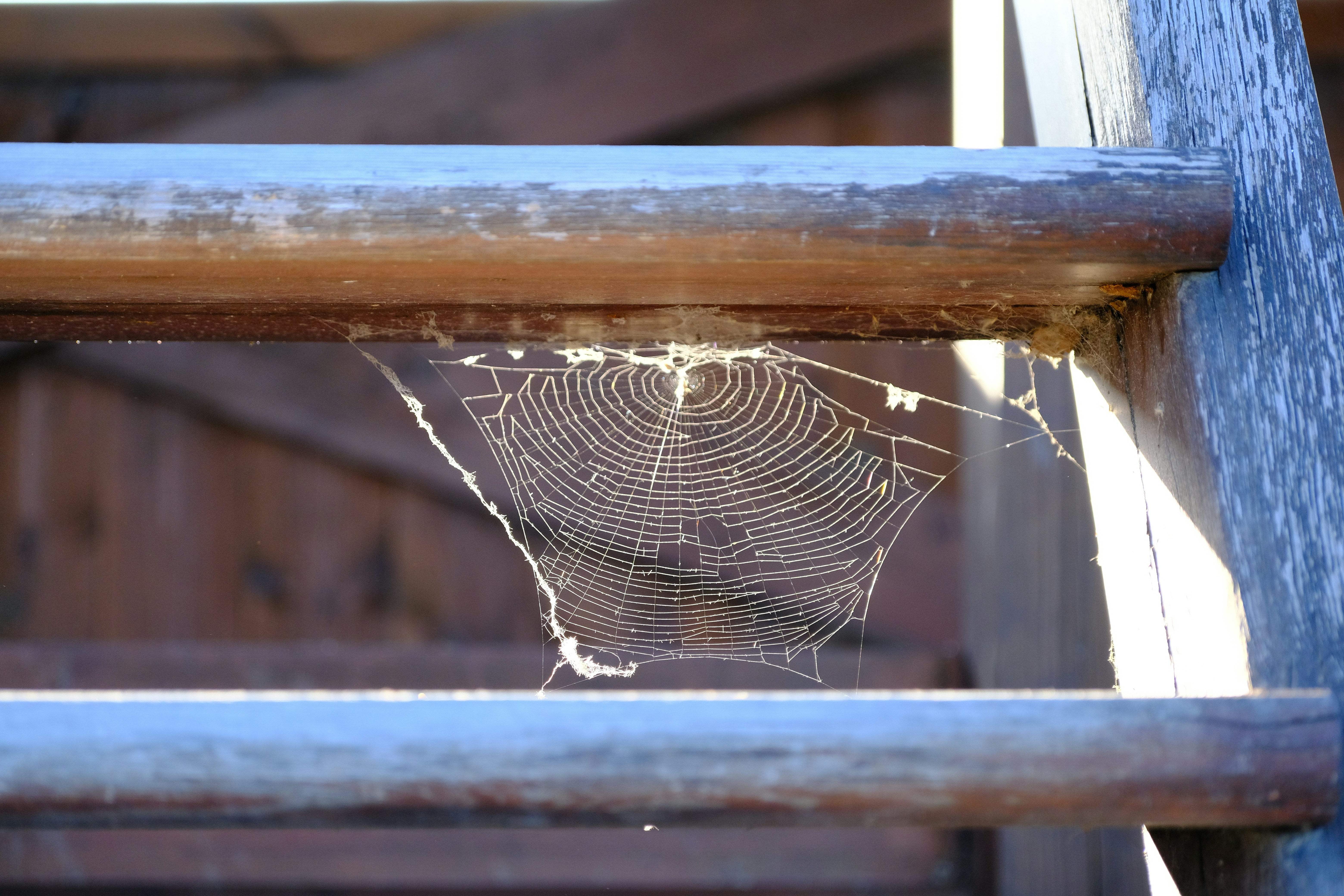 Nature's Intricate Geometry on a Rustic Stage