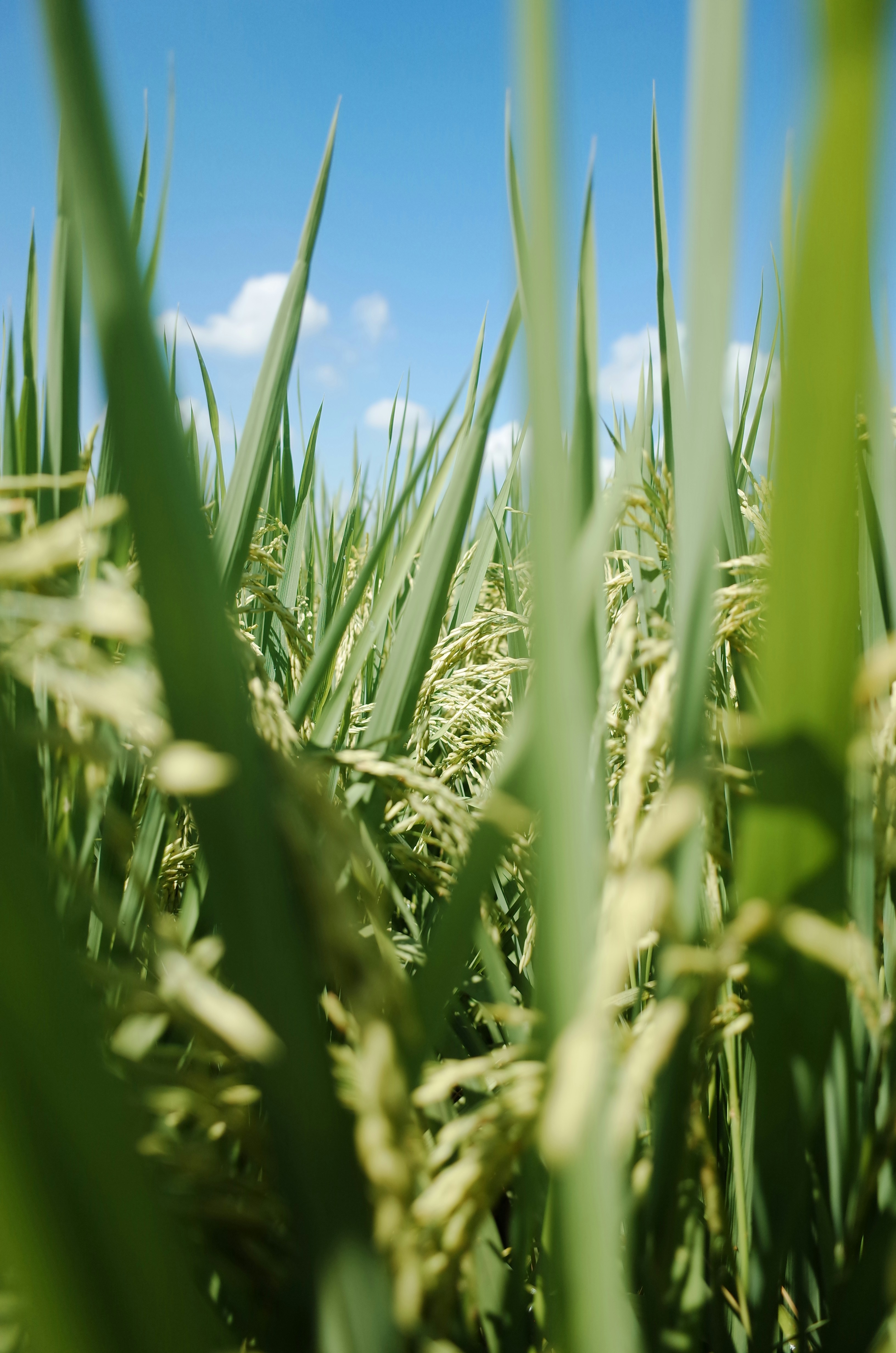 A macro shot of green rice fields. | Green rice stalks under a clear blue sky.