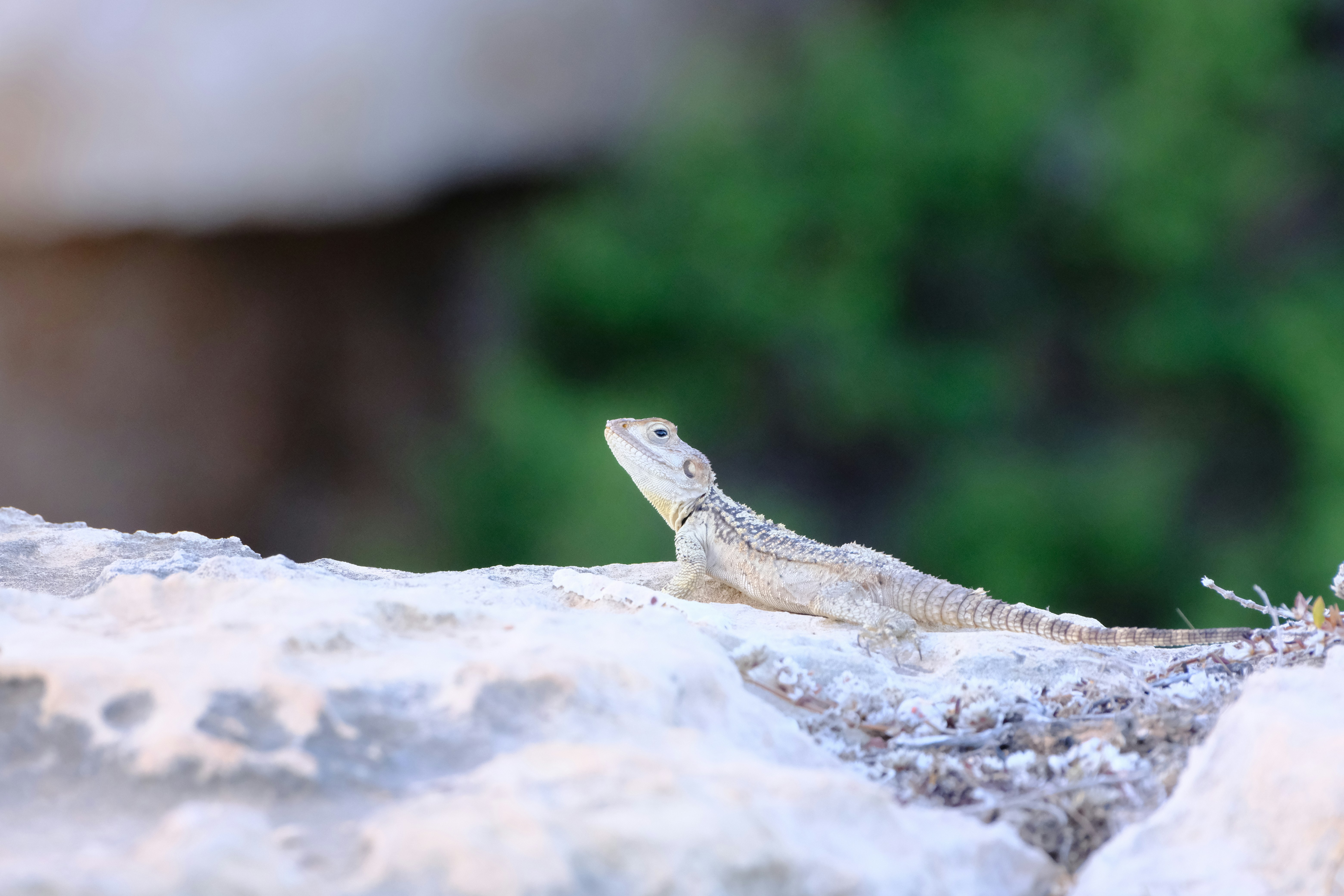 A lizard perched on a rocky surface, surveying its surroundings with keen interest. The blurred greenery in the background enhances its alert posture.