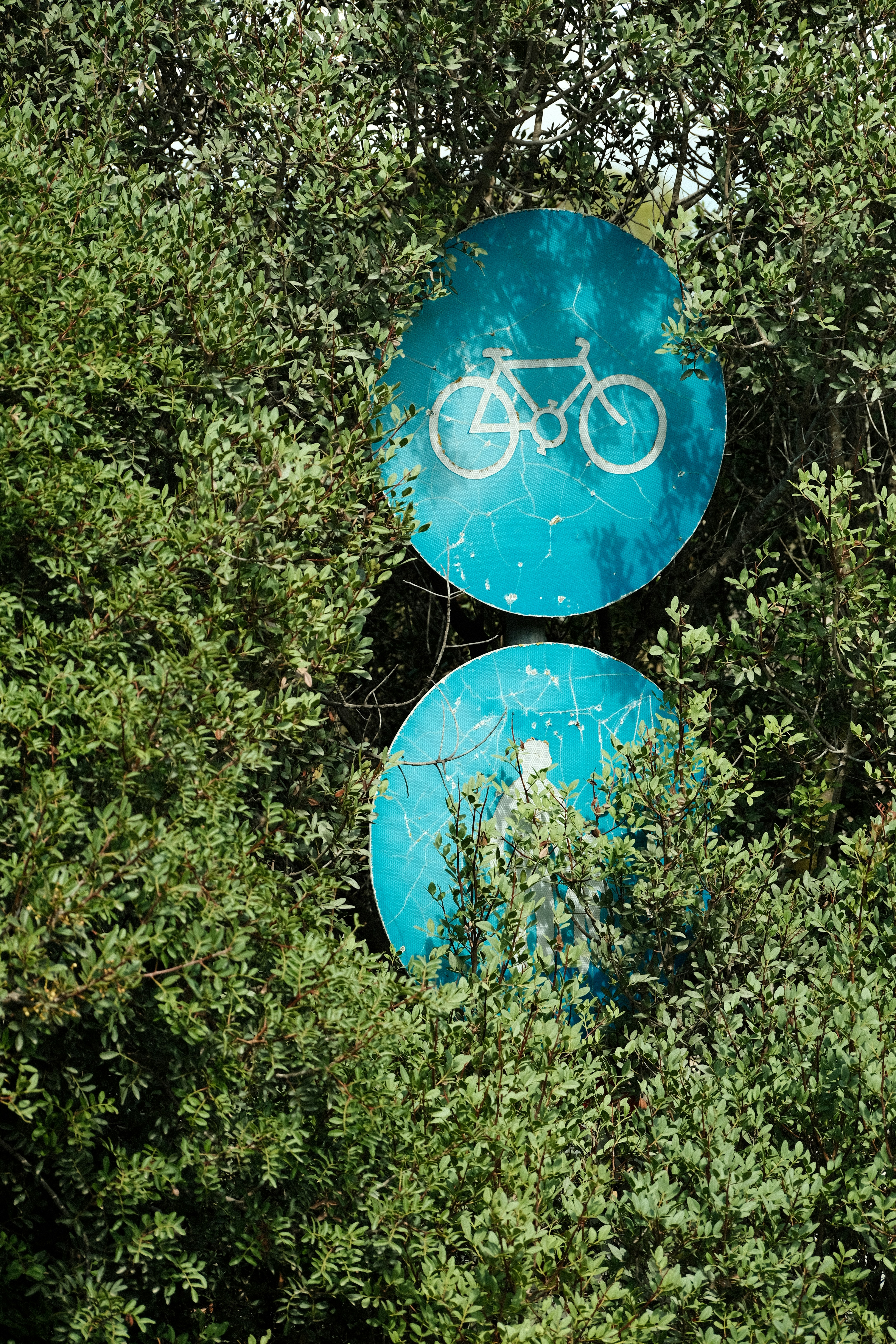 Two weathered blue bicycle signs peeking through dense shrubbery