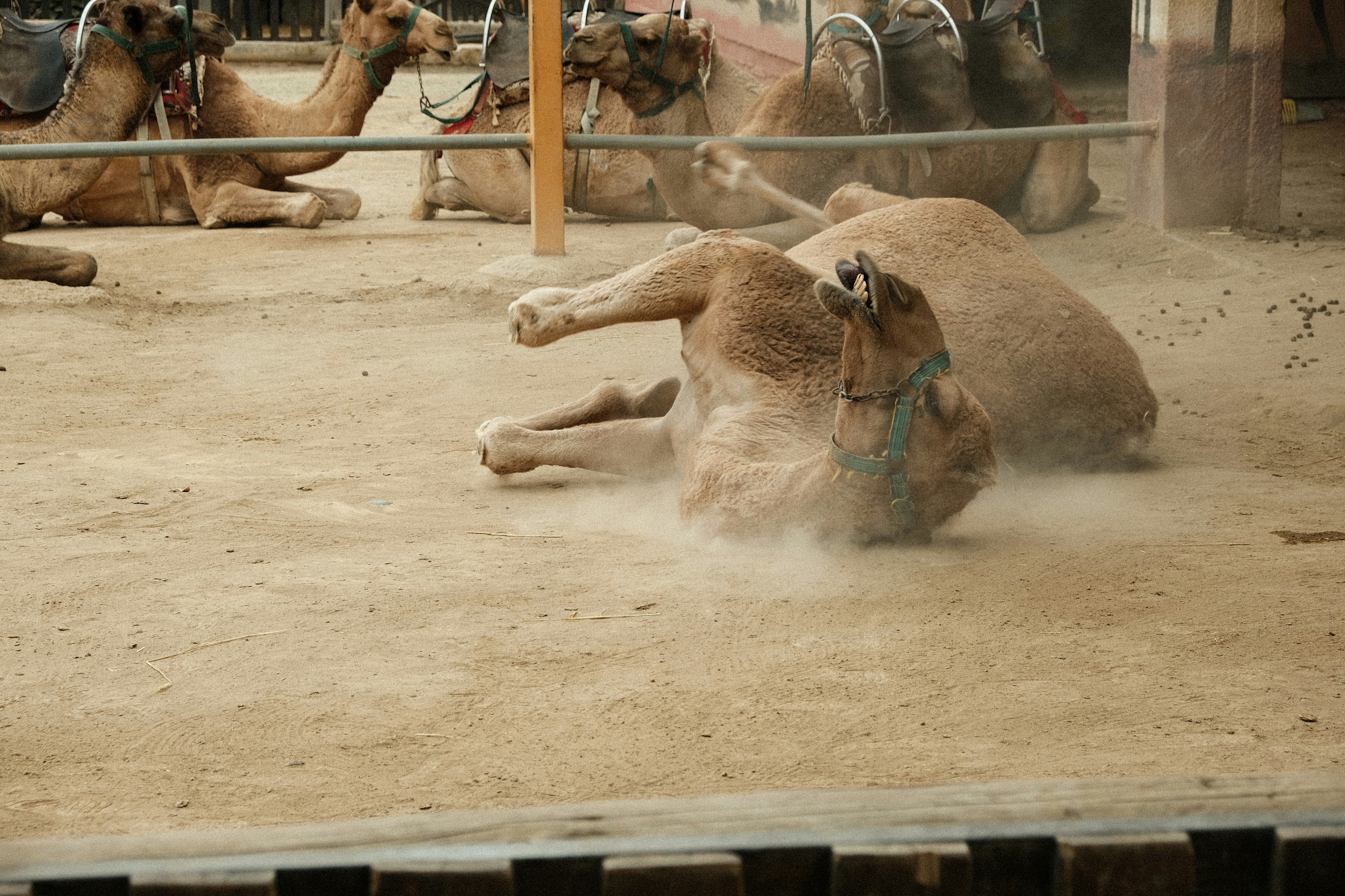 A camel is rolling in the sand.