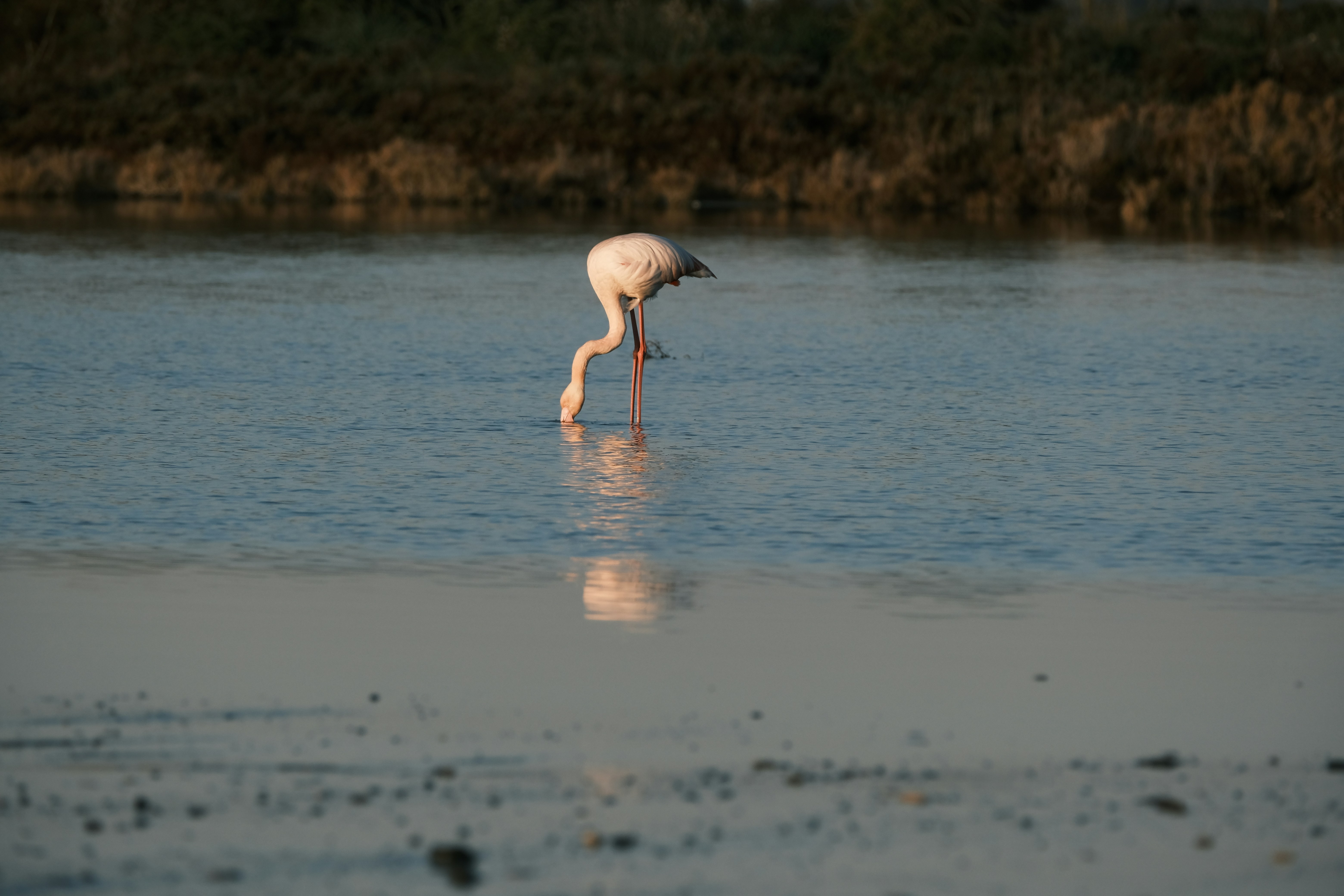 Feathered Stillness at the Saltwater Edge