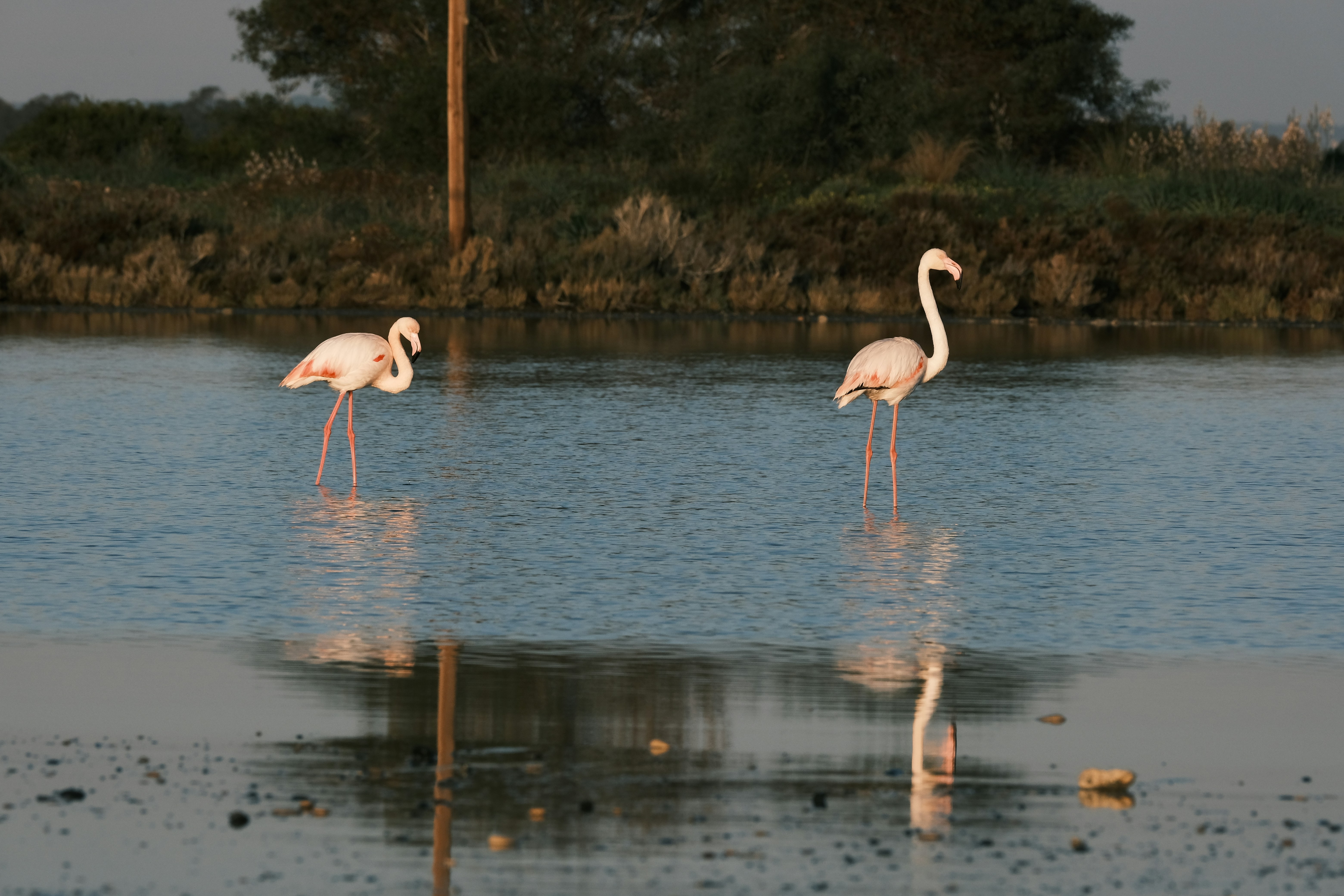 Two flamingos stand in shallow water with reflections.
