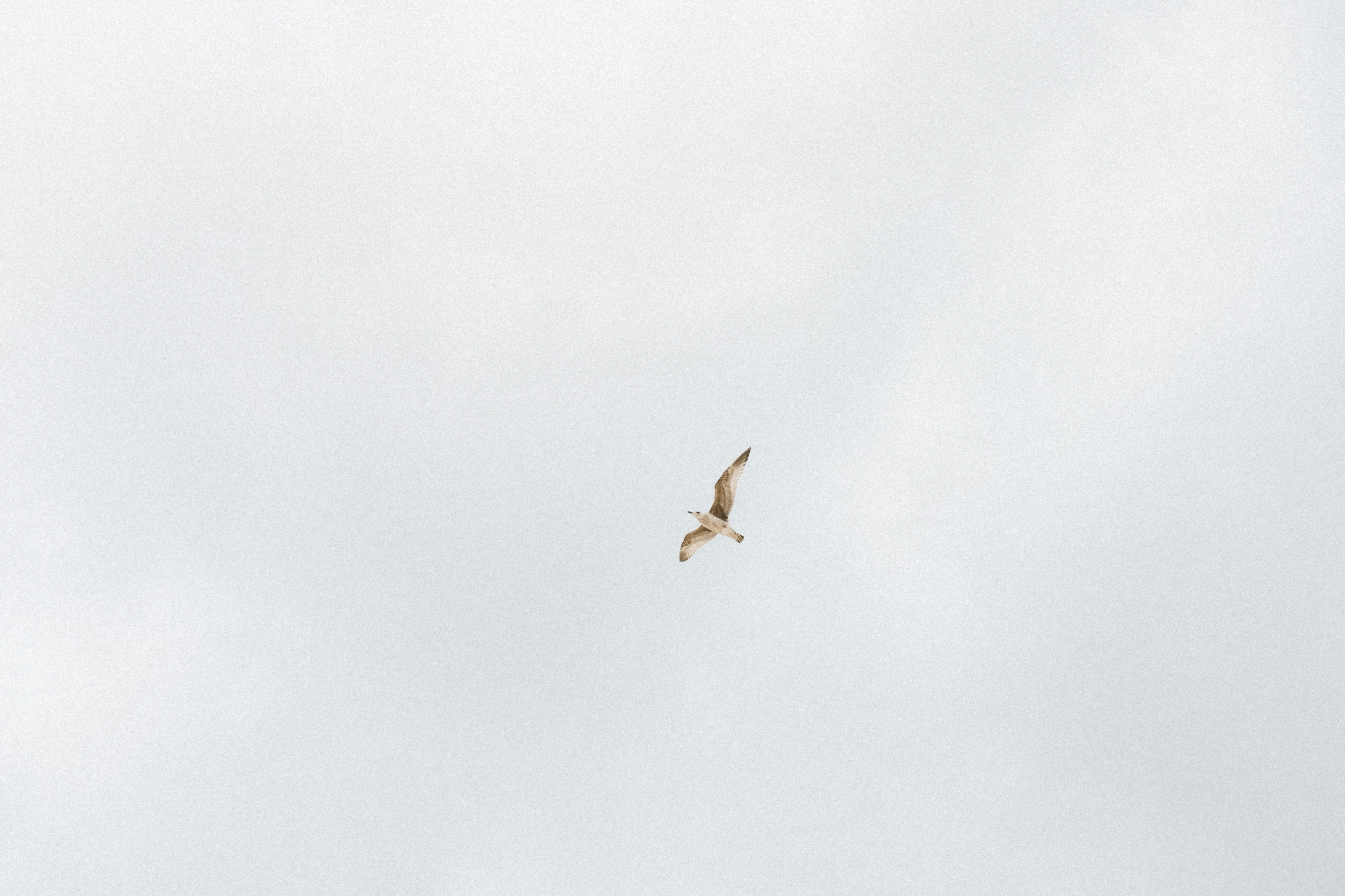 A solitary bird gliding gracefully against a backdrop of soft, overcast skies.