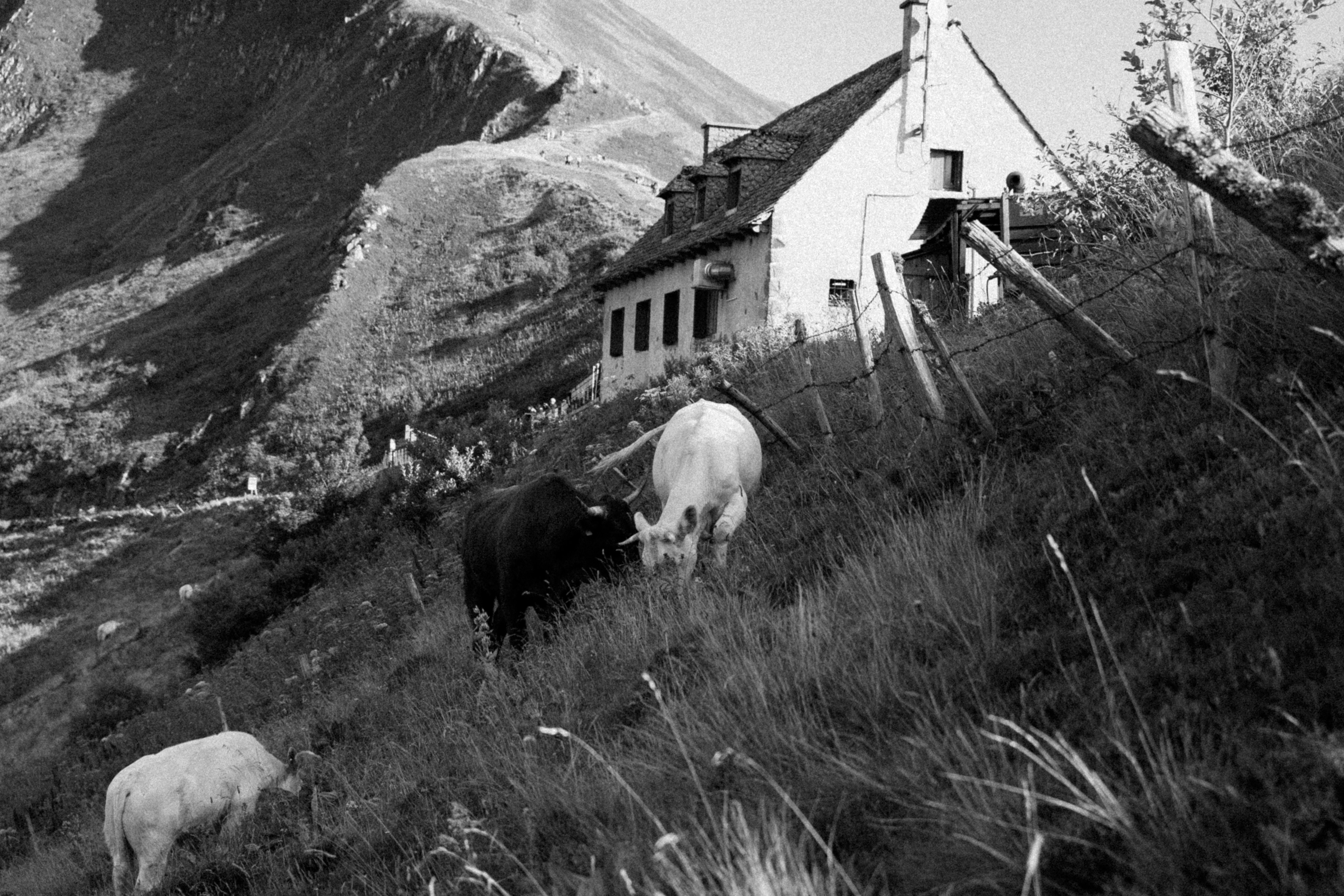 Whispers of the Alpine Pasture