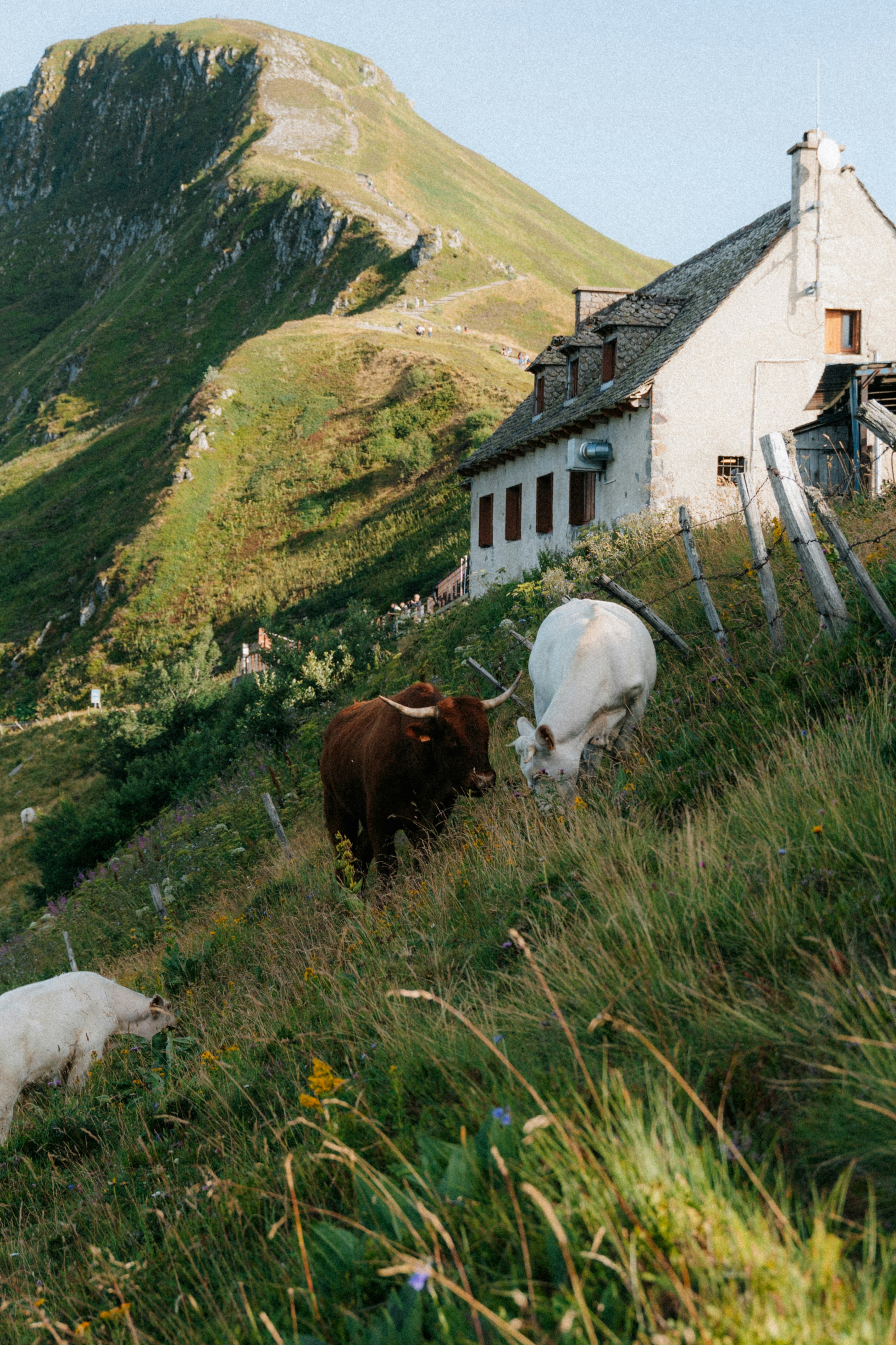 Harmony of Pastoral Life Against Majestic Peaks