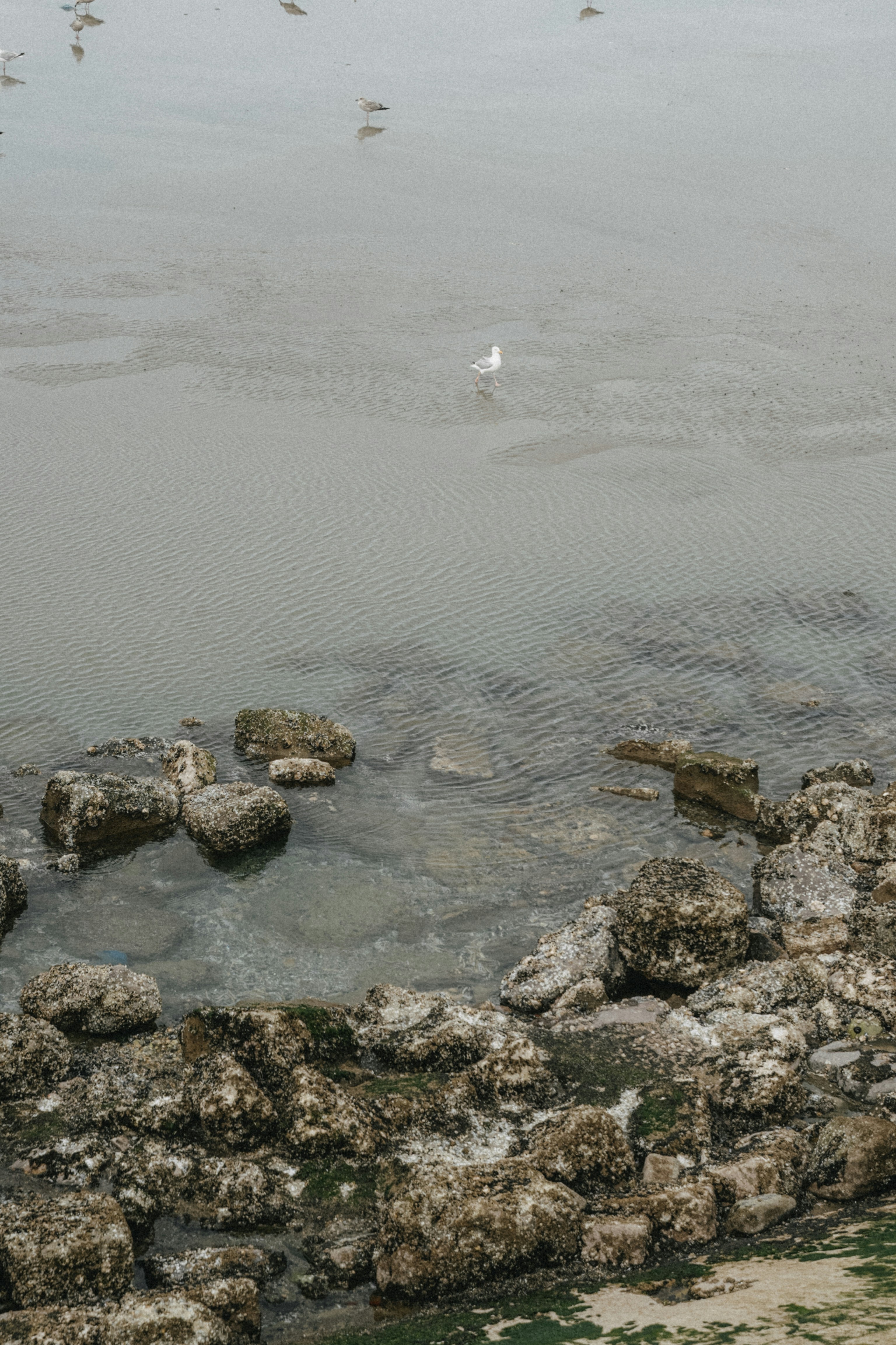 Lone Seagull in a Shallow Tidal Pool Surrounded by Barnacled Rocks