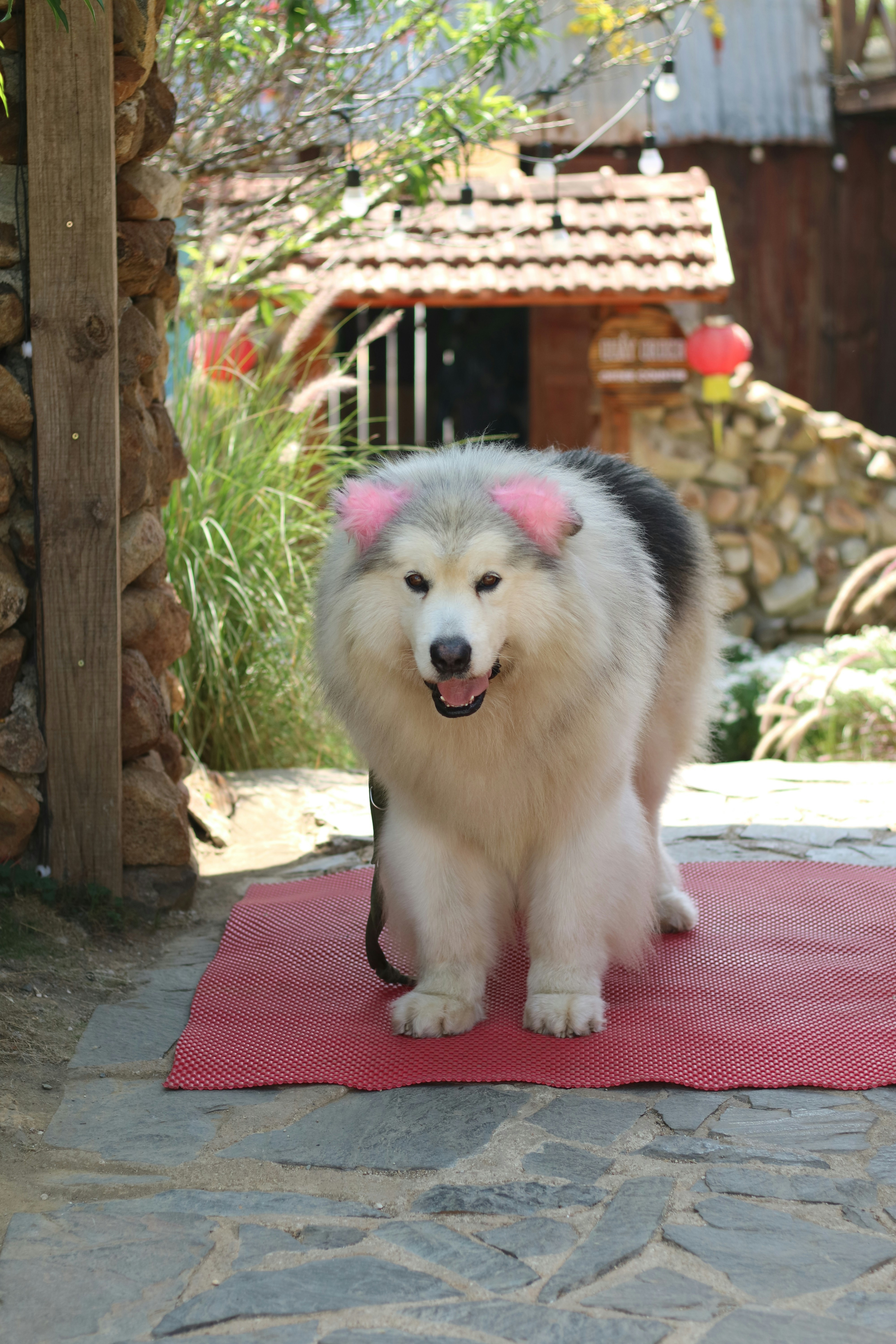 Fluffy dog with pink ear accessories standing on a red mat in a charming outdoor setting.
