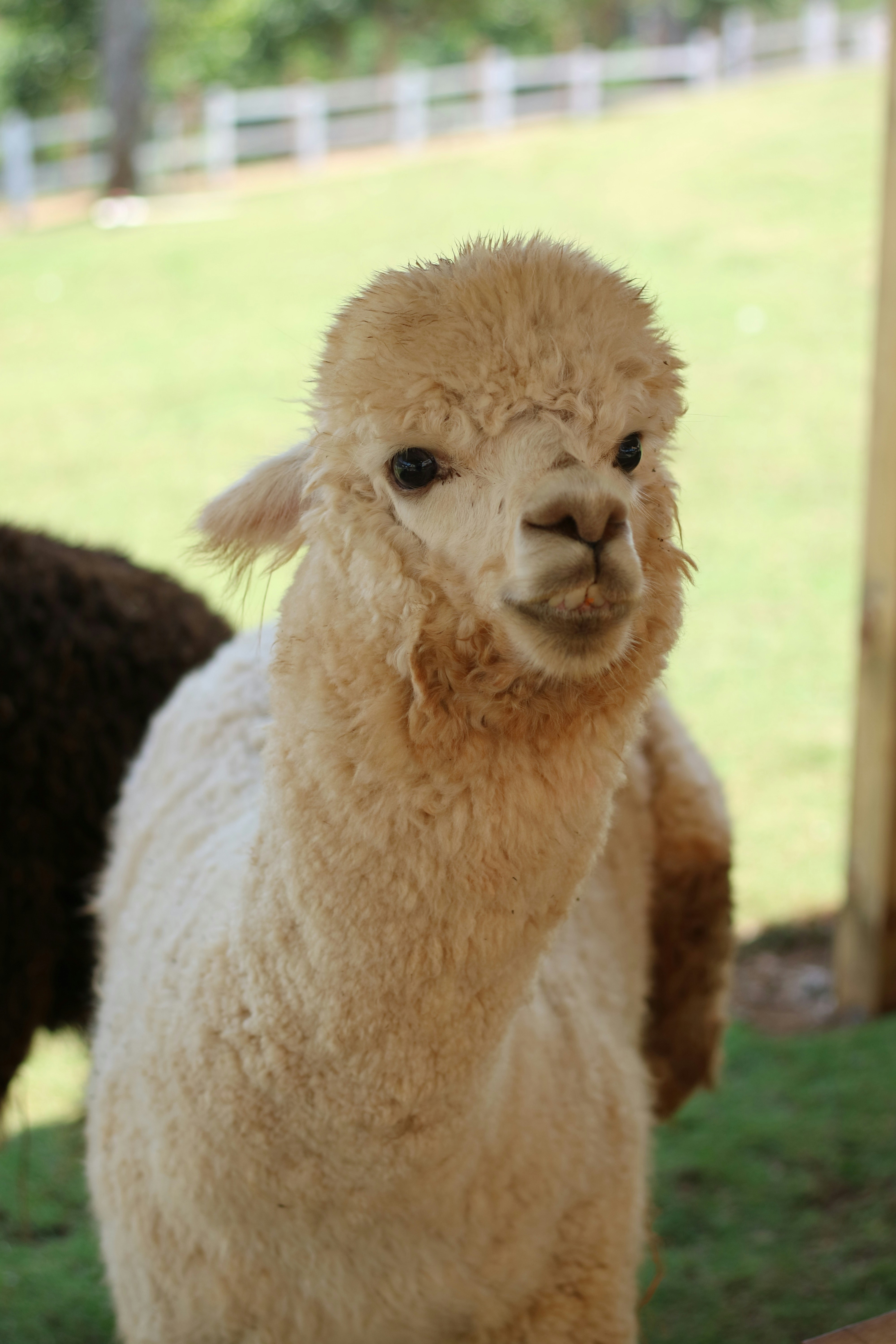 White Llama | A light-colored alpaca stands in a grassy field.