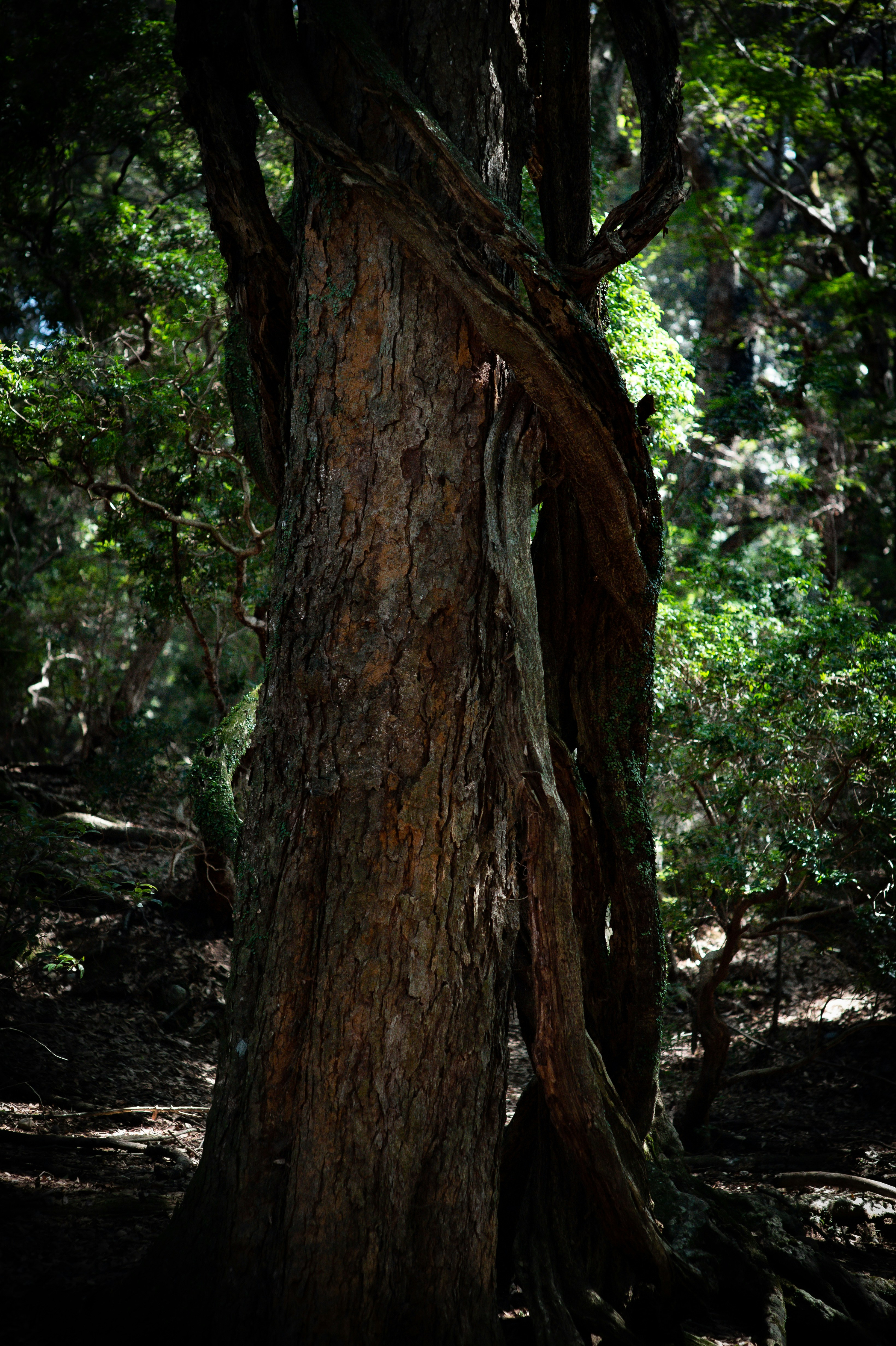 Nature's Embrace: The Dance of Wood and Vine