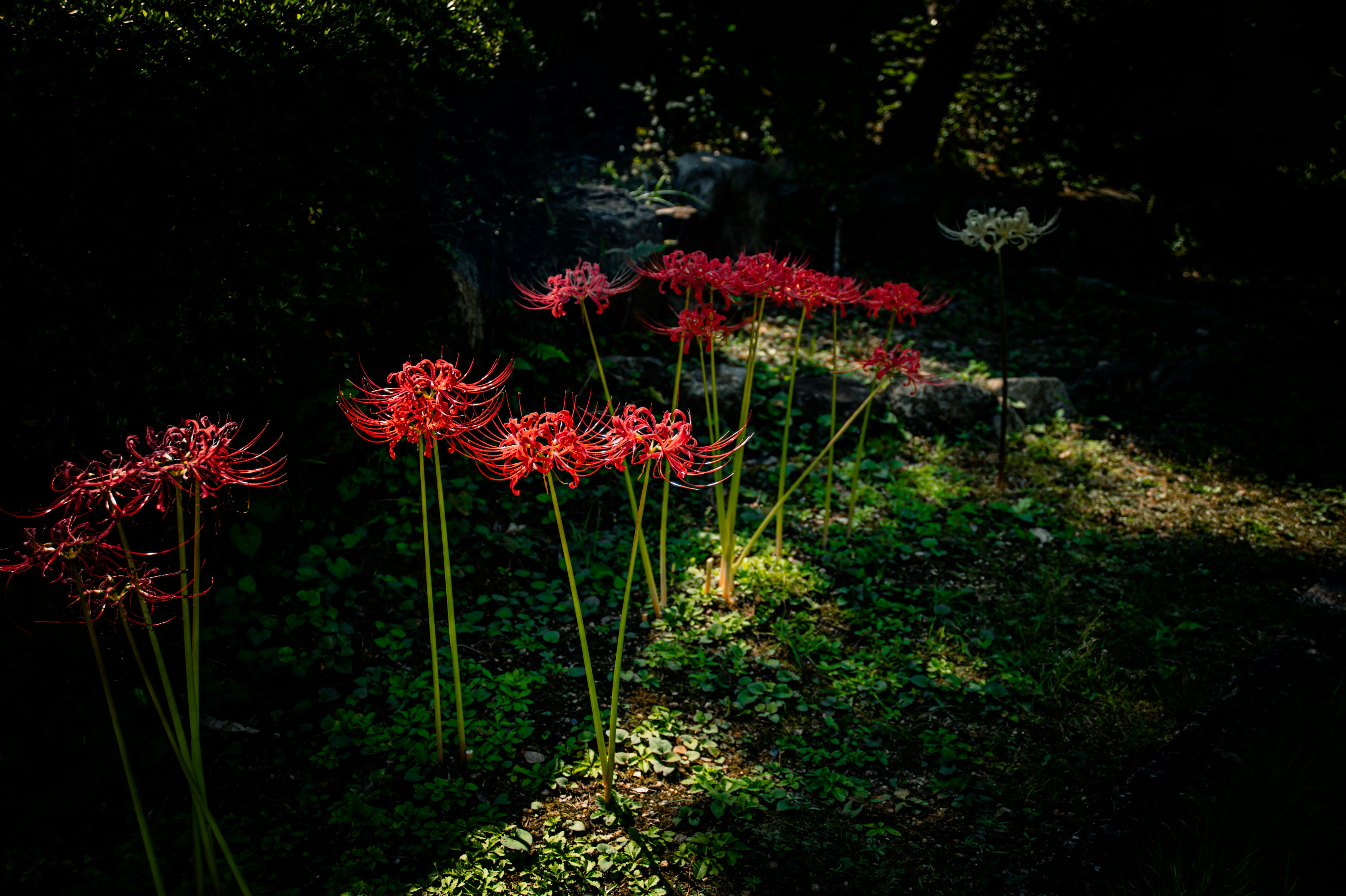 Whispers of the Crimson Blooms