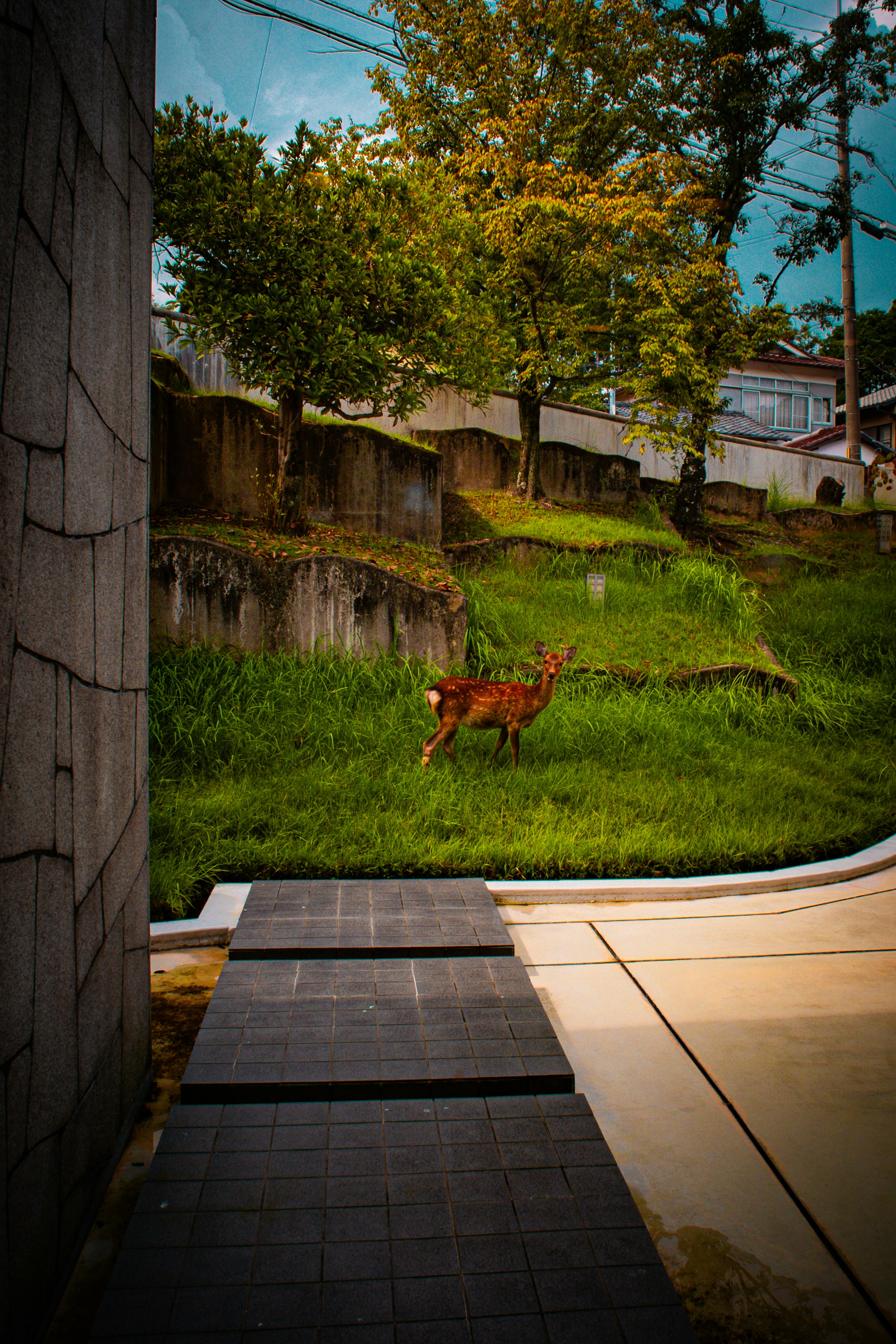 Serene Encounter in Urban Greenery