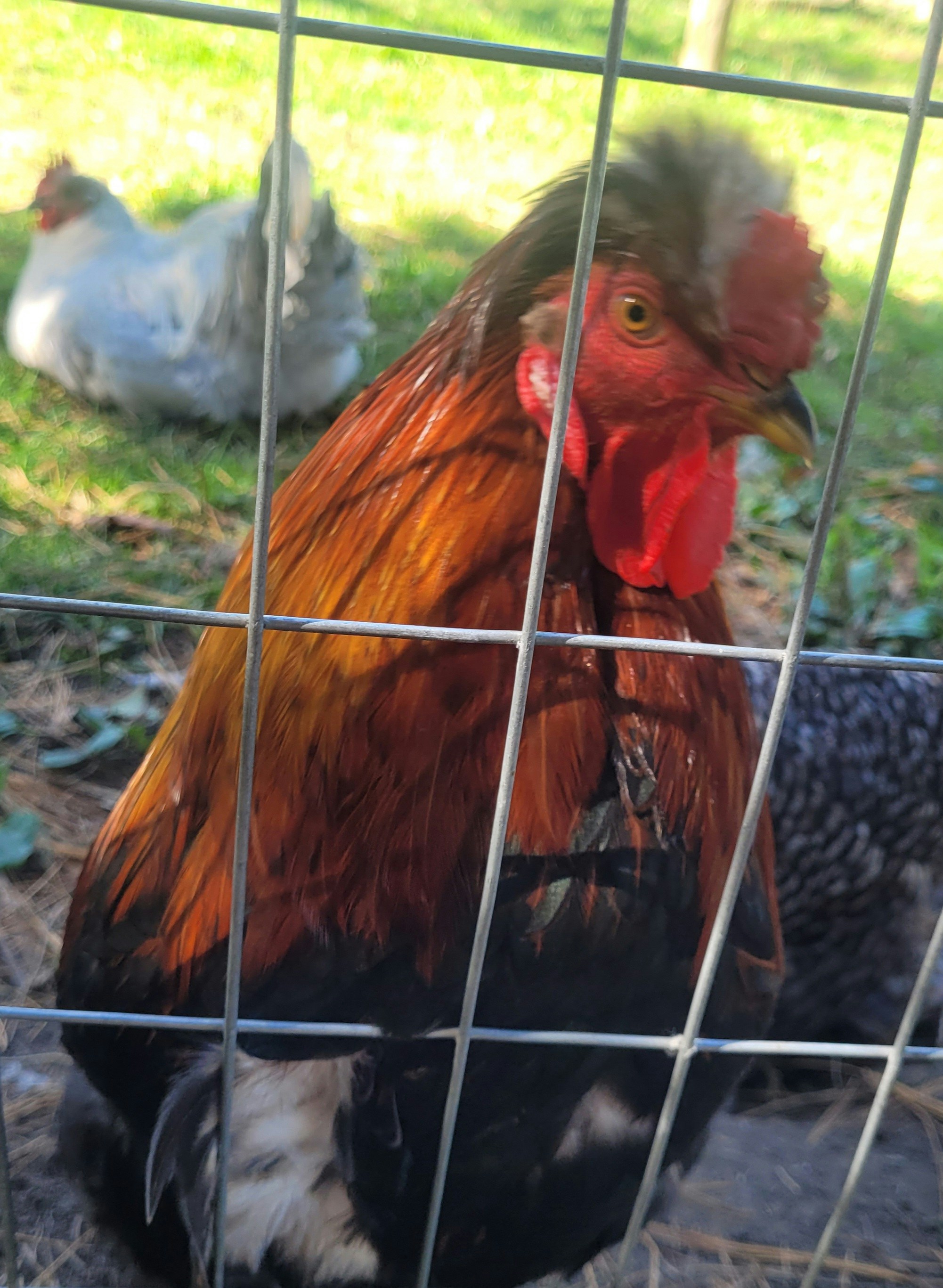 A vibrant rooster stands close to a fence, showcasing its colorful plumage, with a blurred hen in the background. The scene captures the essence of farm life.