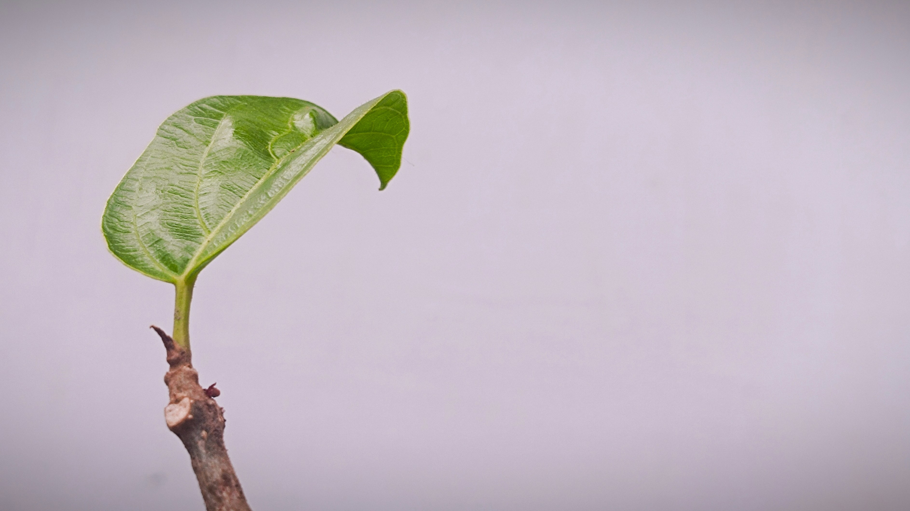 A single green leaf sprouts from a thin branch.