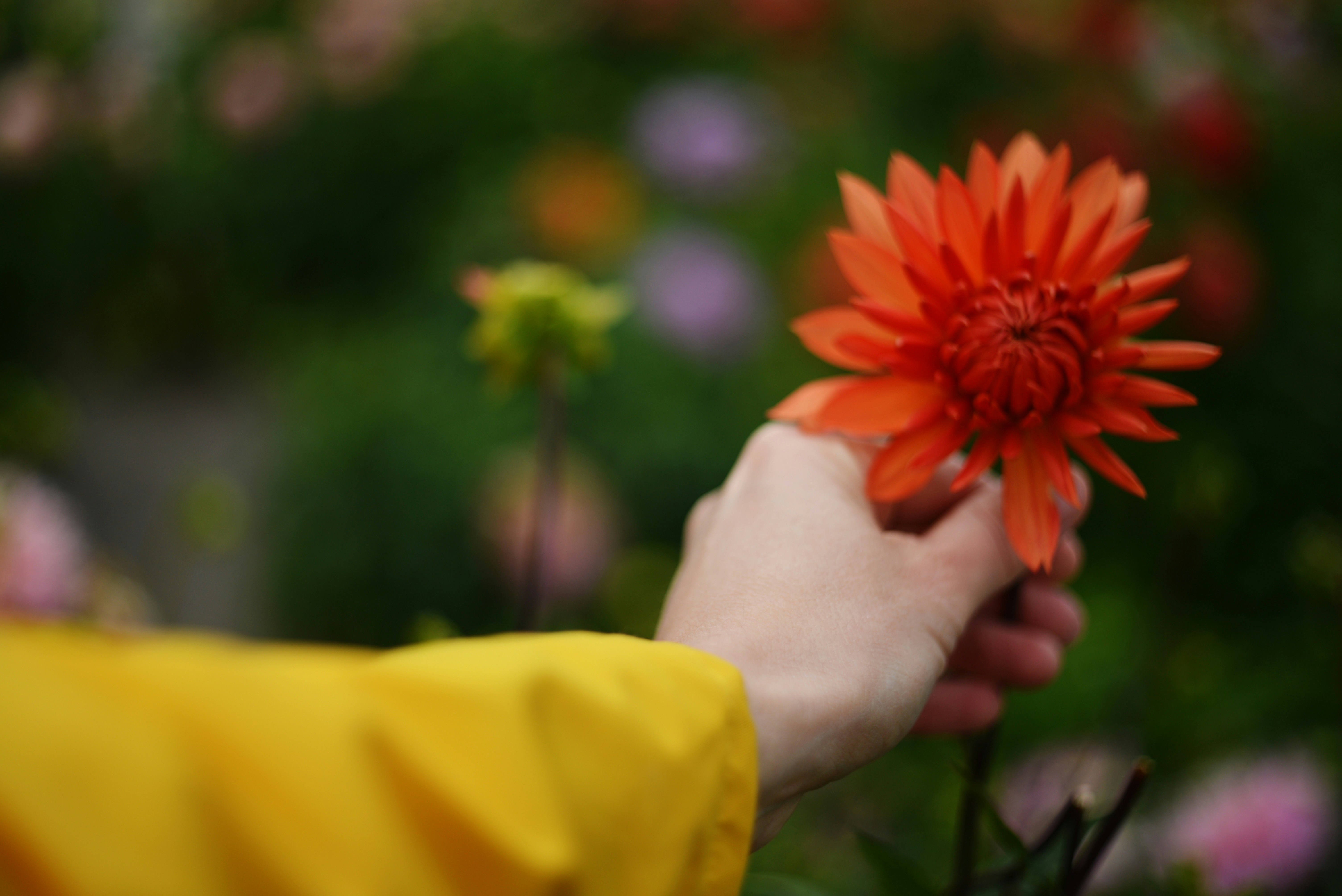 Hand holding a bright orange dahlia in a garden.
