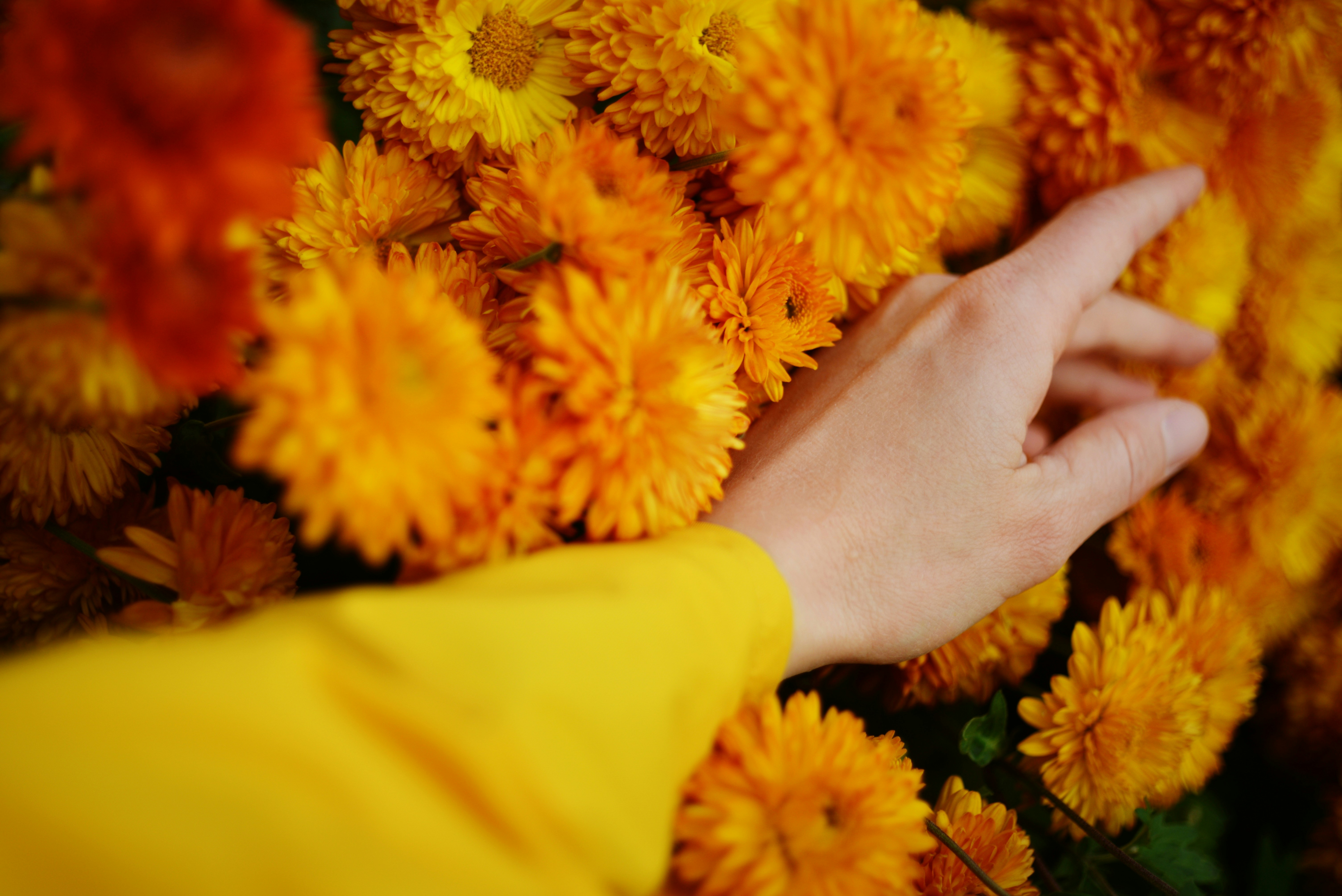 A Quiet Reach Through a Sea of Chrysanthemums