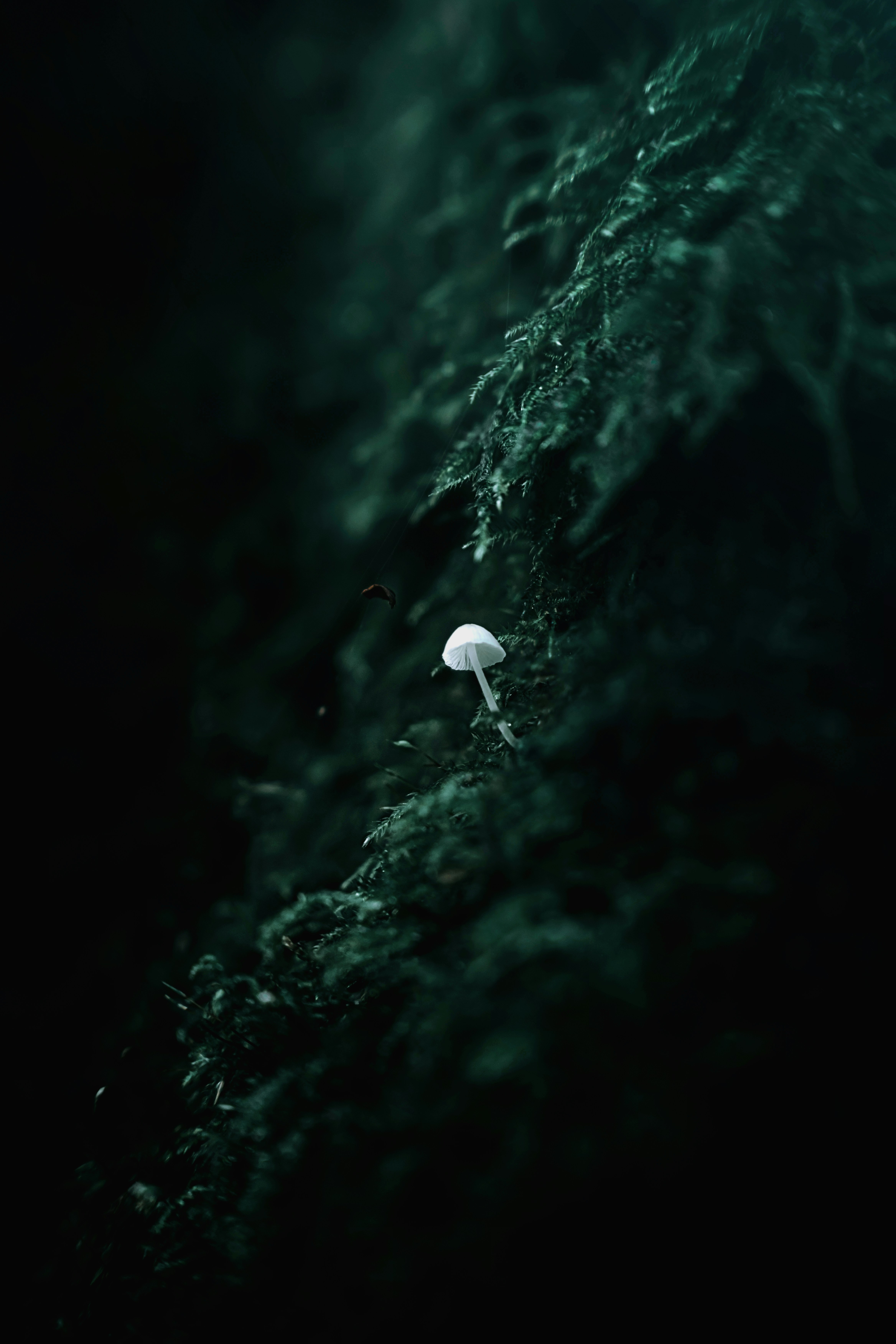 A tiny white mushroom grows on mossy bark.