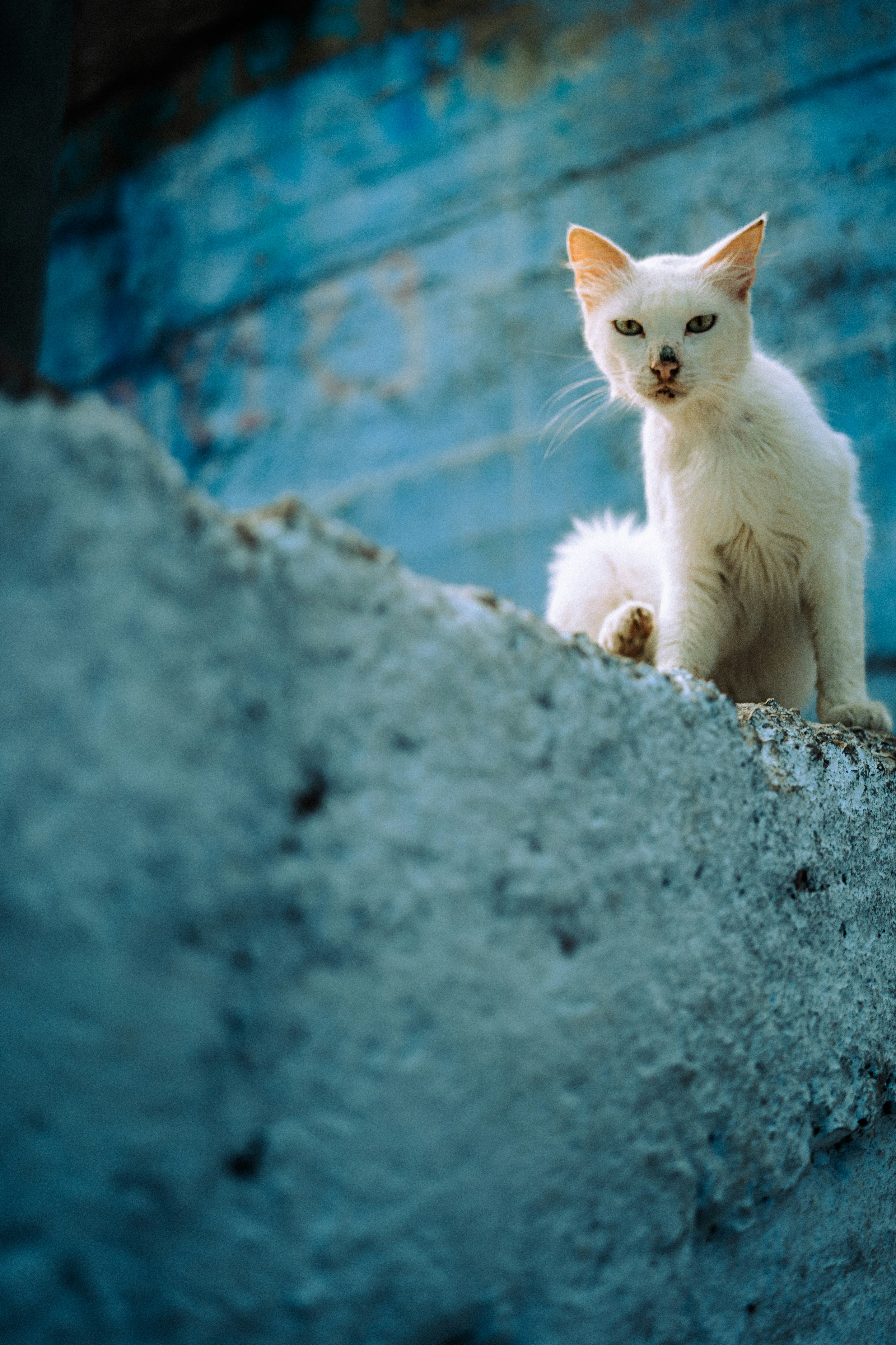 Whiskered Watcher on the Wall