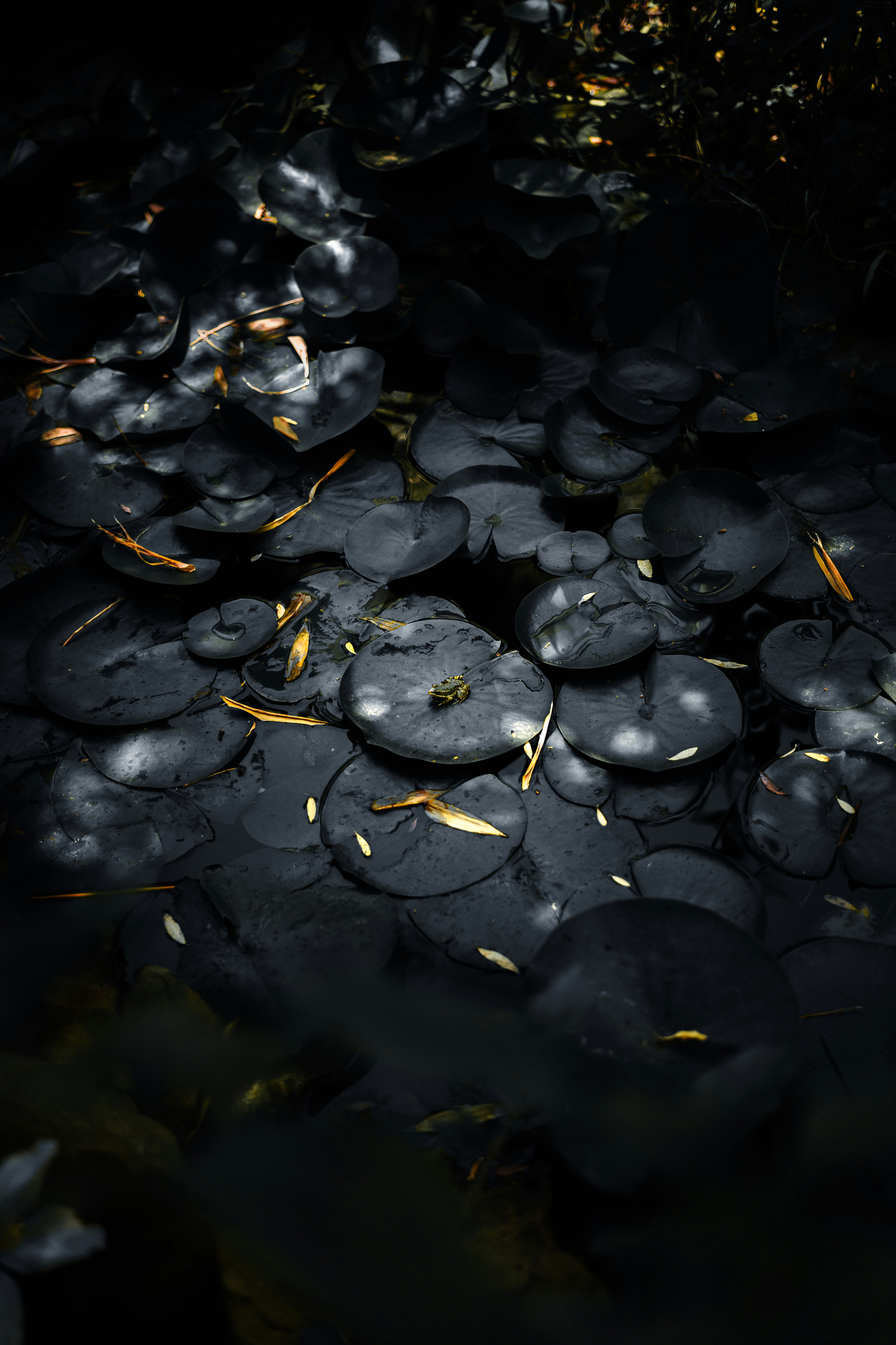 Whispers of Stillness on Water