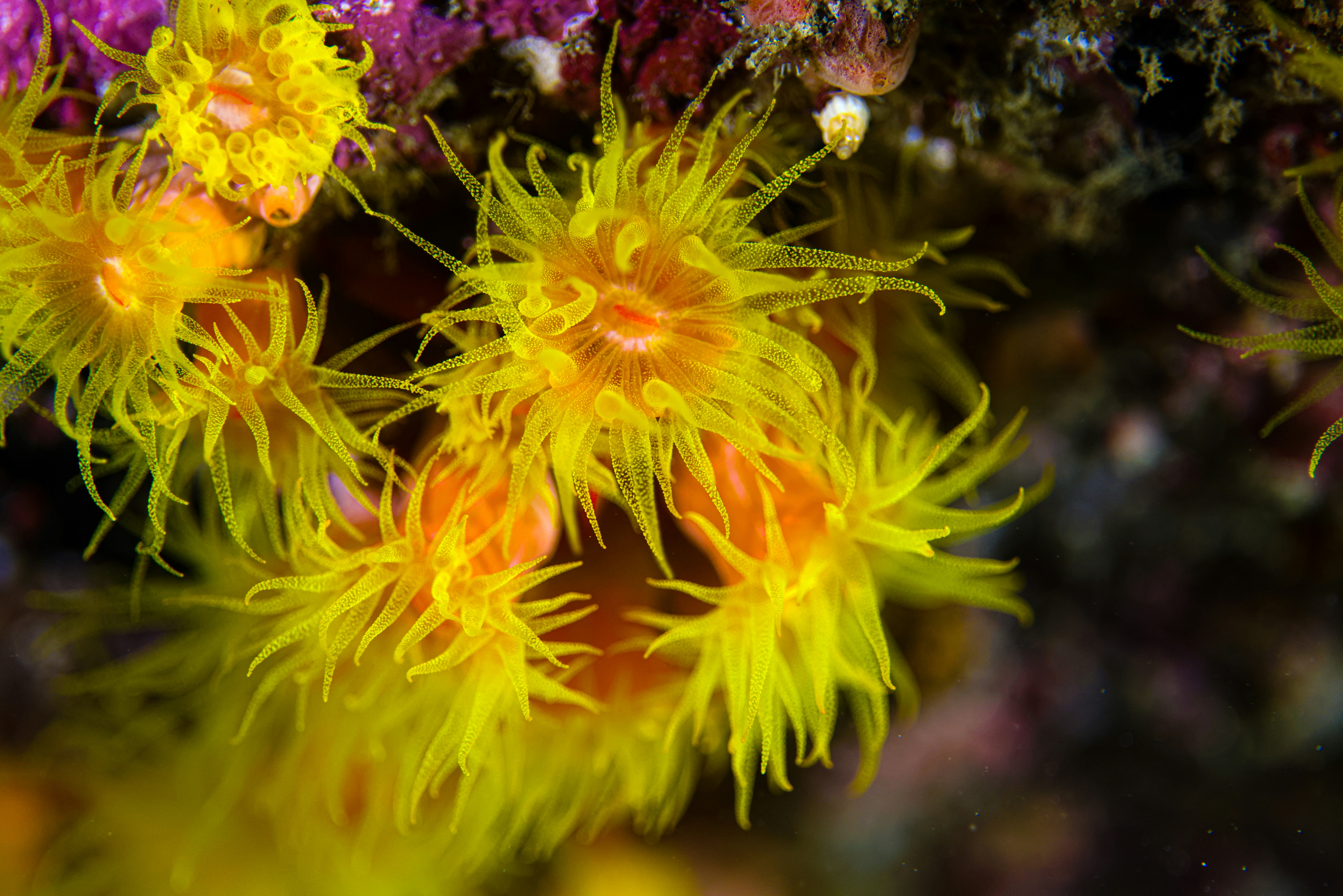 Neon Flame Blossoms: A Close-Up Portrait of Fiery Yellow Petals