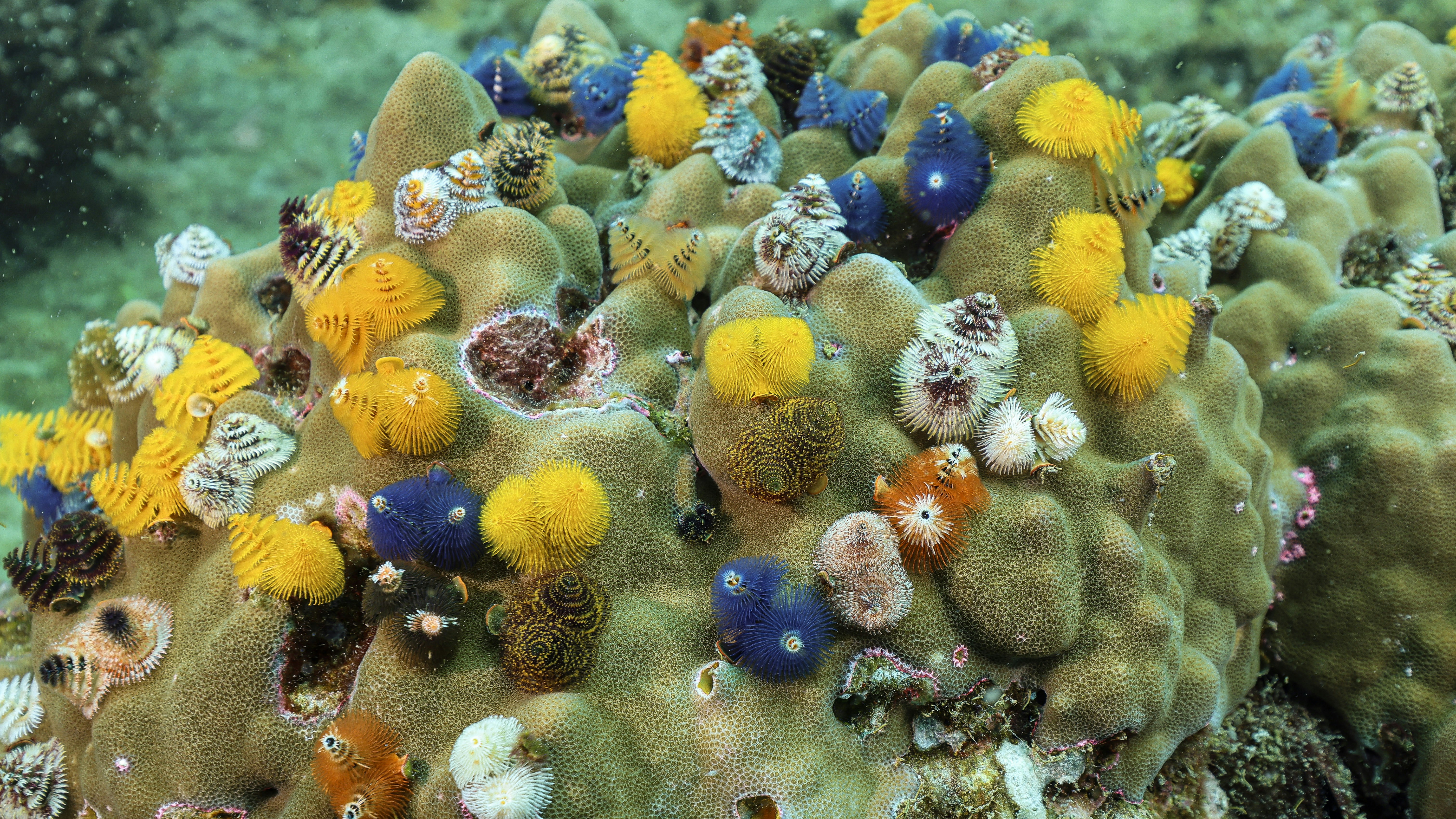 A lively coral reef adorned with a variety of brightly colored marine organisms, showcasing the intricate biodiversity of underwater ecosystems.