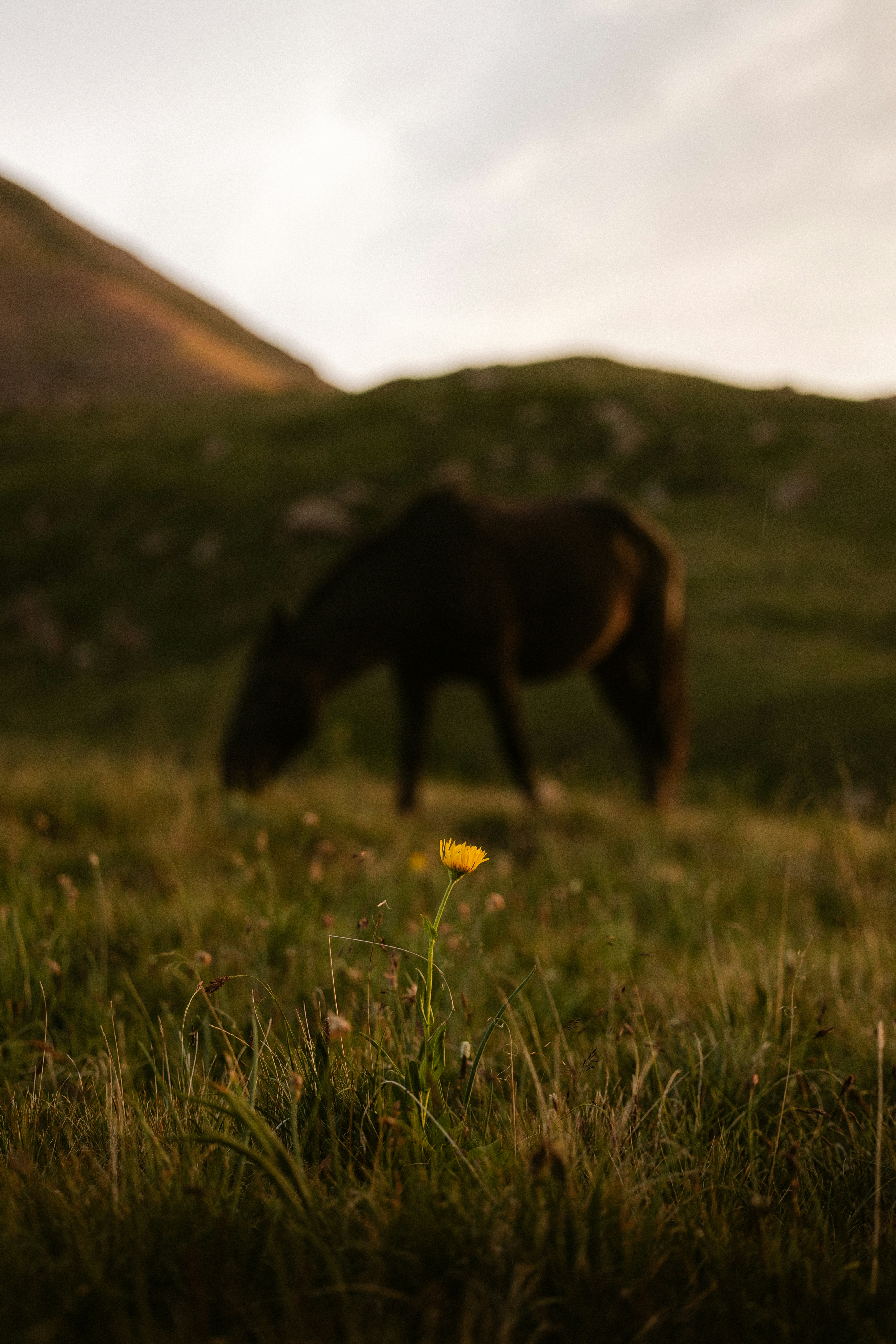Golden Hour Spotlight: The Lone Yellow Flower Standing Tall Before a Distant Horse